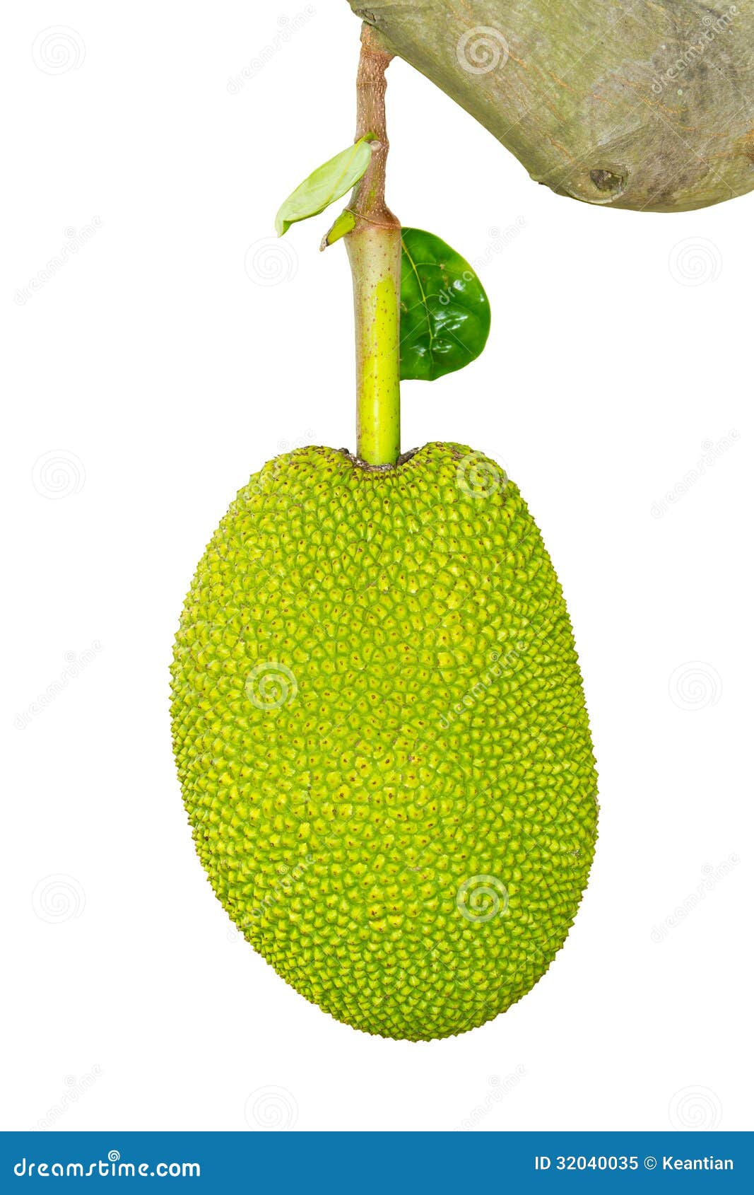 Jackfruit Green Leaves Background.leaf Texture Royalty-Free Stock Image ...