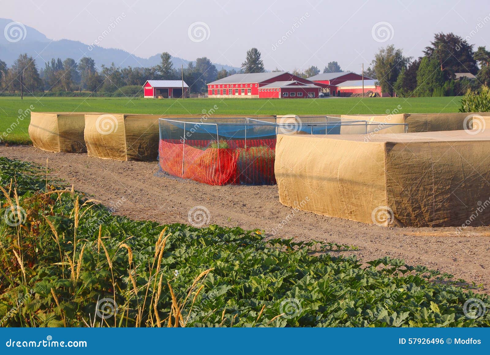 Isolating Crops stock photo. Image of farm, burlap, confine - 57926496