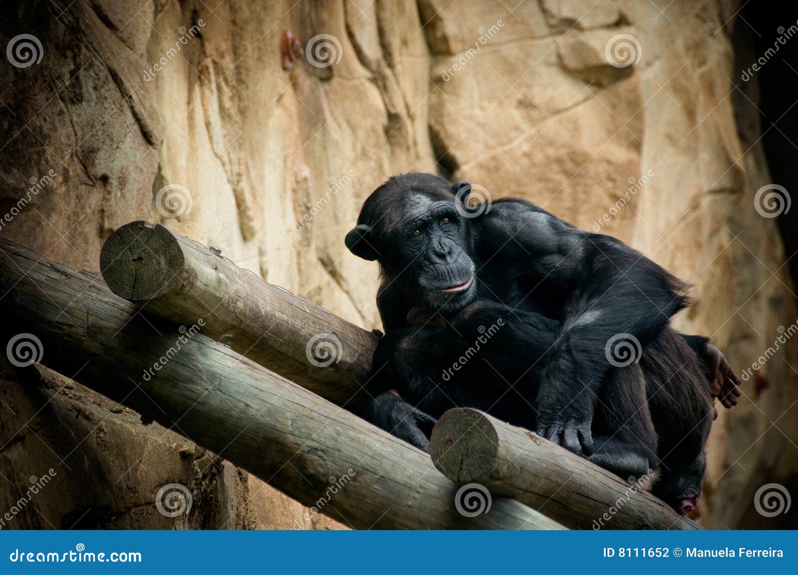 Isolation stock photo. Image of black, isolation, isolated - 8111652