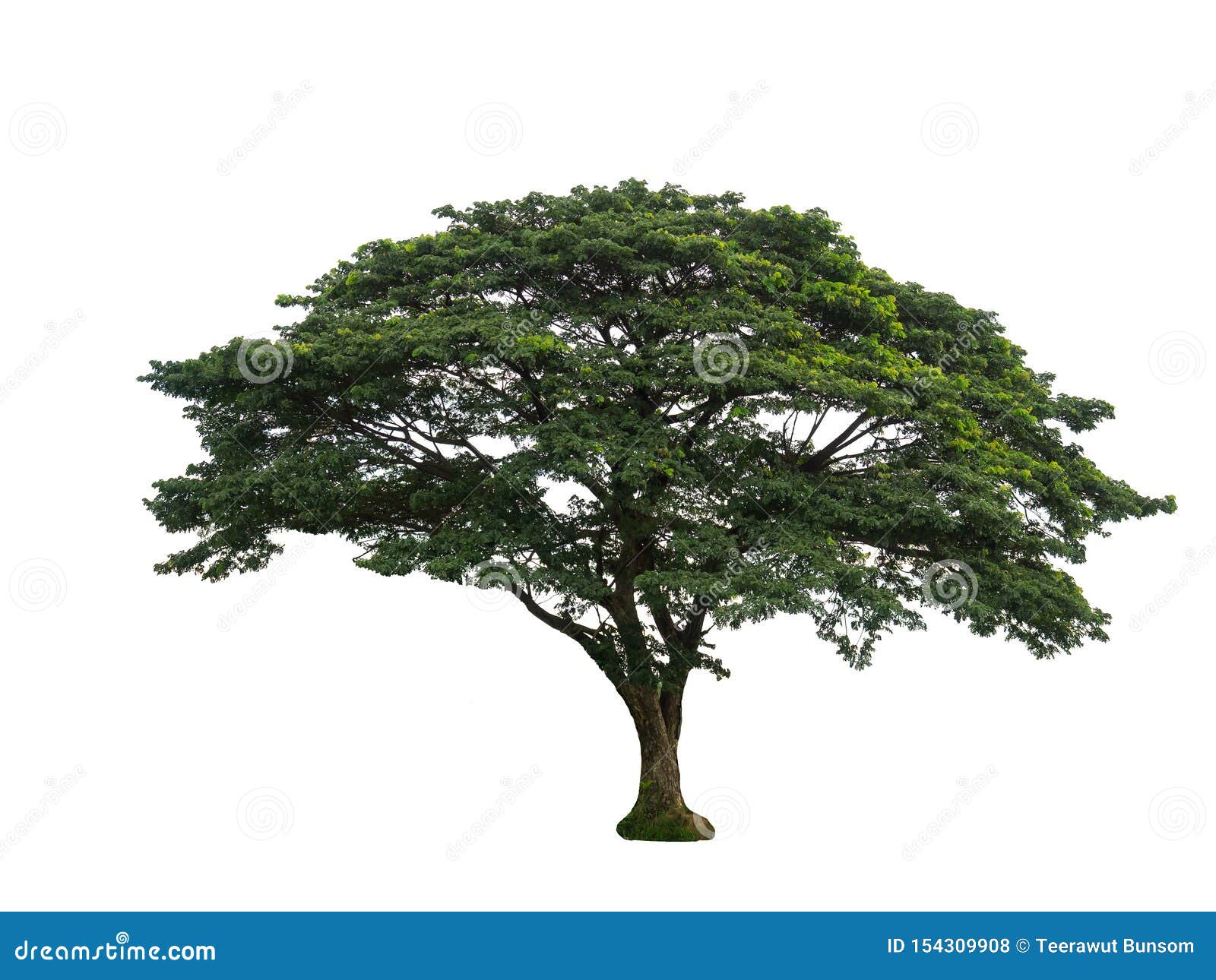 Isolation Big Trees on White Background Stock Photo - Image of spring ...