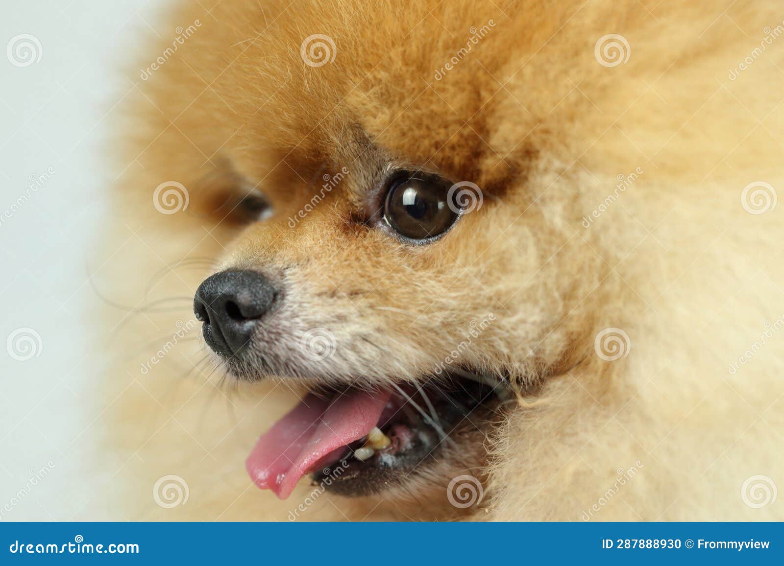 Isolation of Cute Orange Pomeranian (pom Pom) Stock Photo - Image of ...