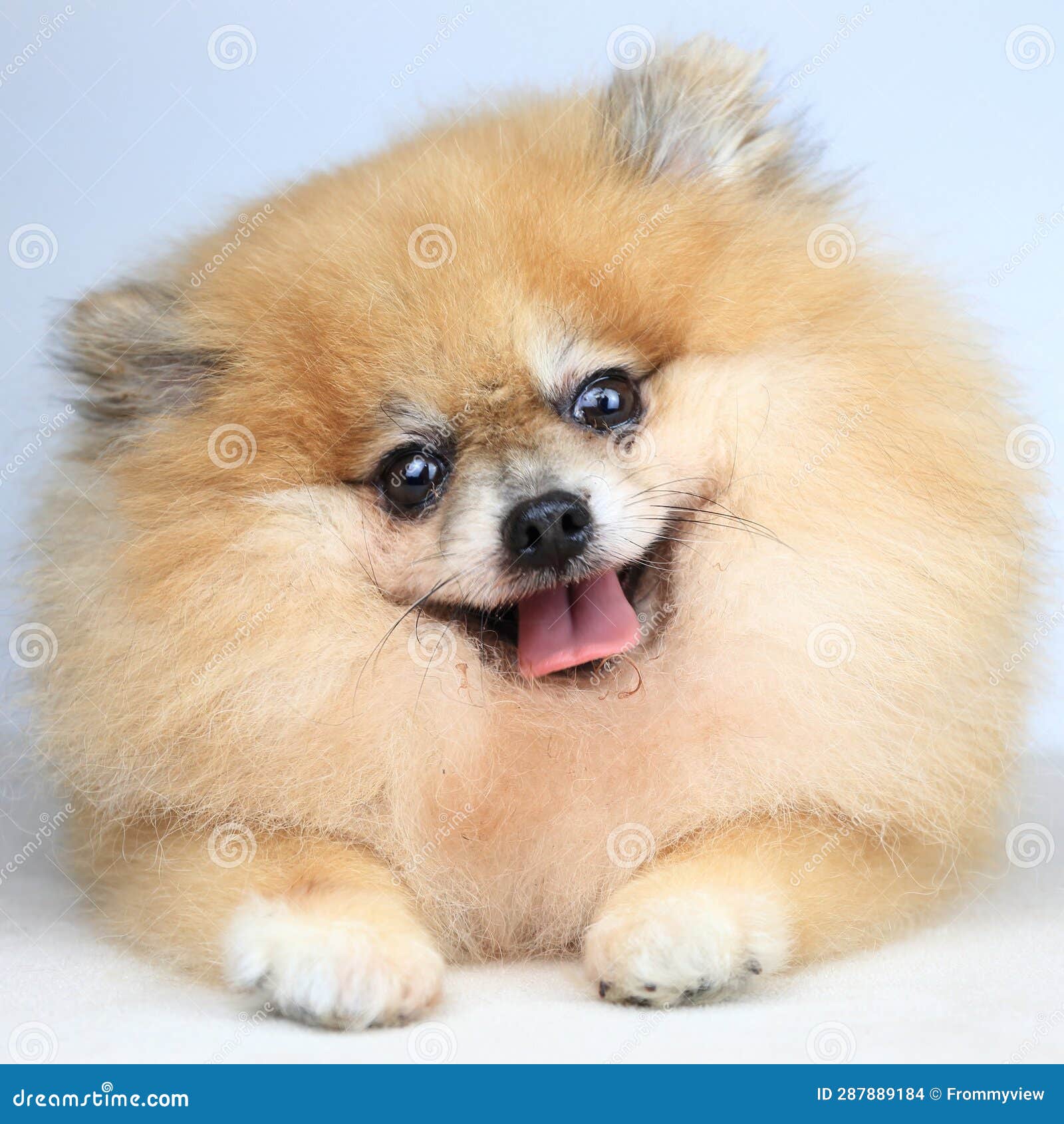 Isolation of Cute Orange Pomeranian (pom Stock Photo - Image of orange ...