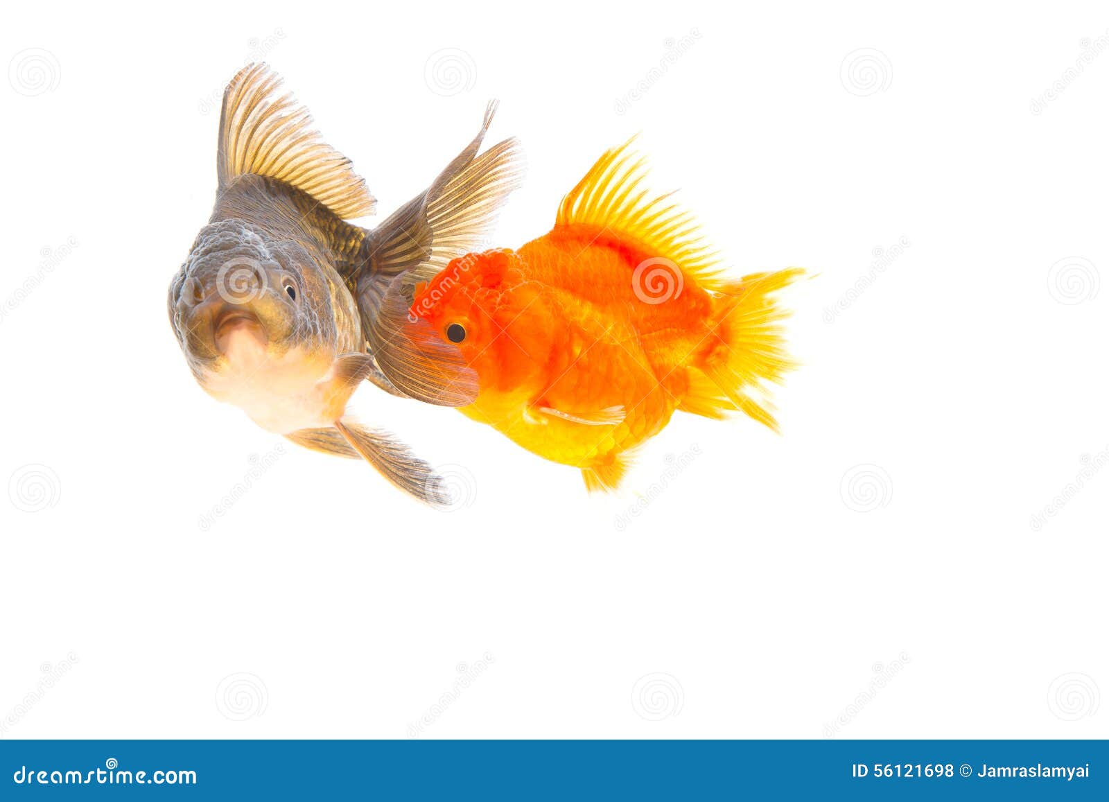 Isolation of goldfish stock photo. Image of collide, movement - 56121698