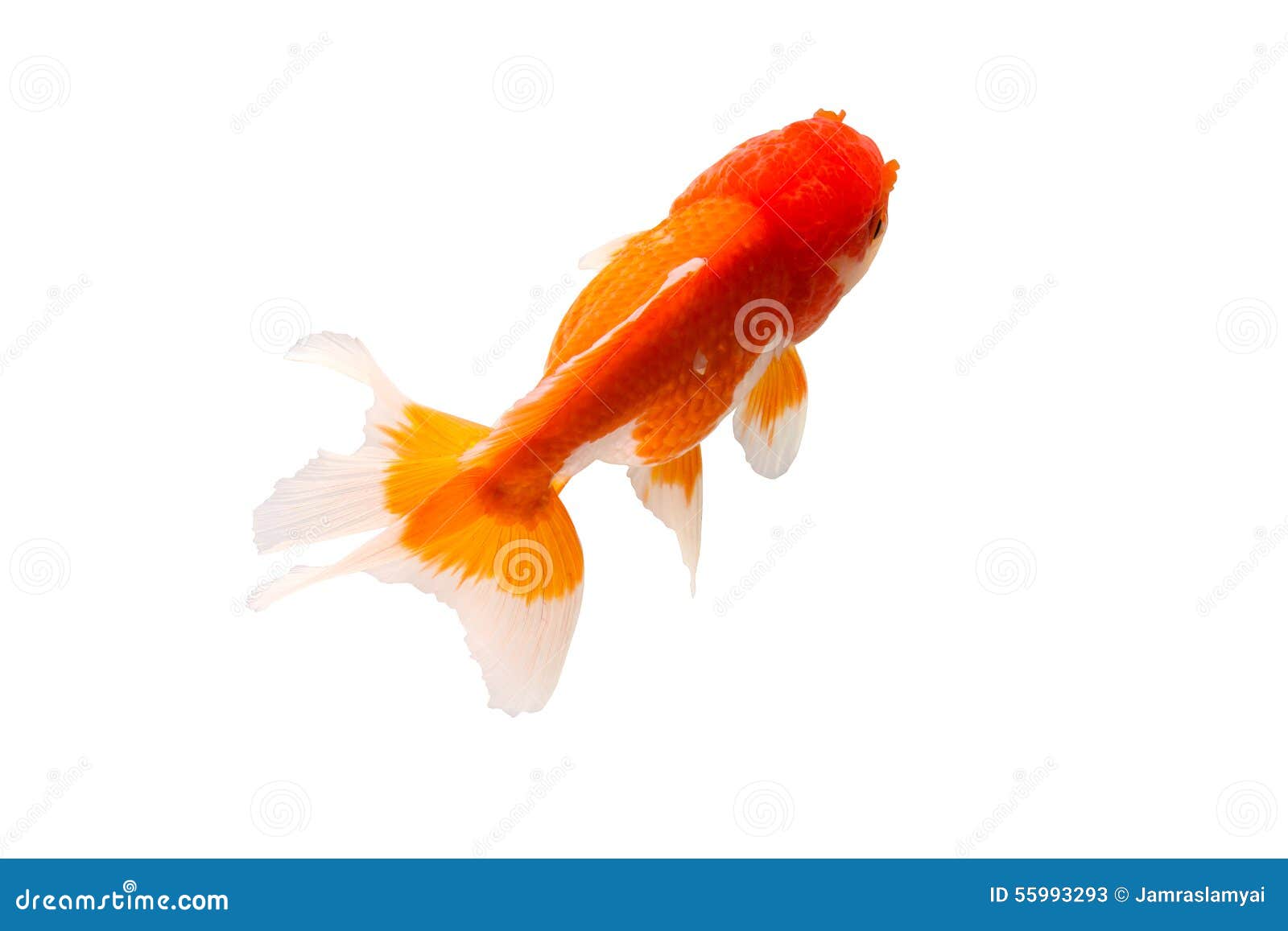 Isolation of goldfish stock image. Image of nature, golden - 55993293