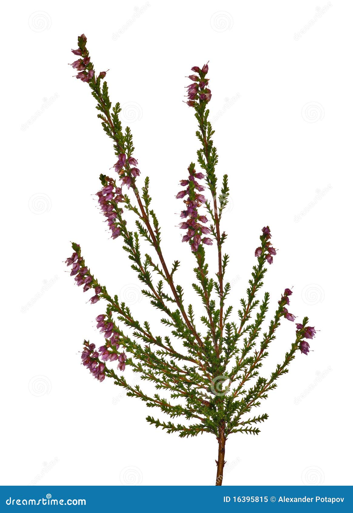 Isolato Sul Fiore Dell'erica Bianca Immagine Stock - Immagine di ...