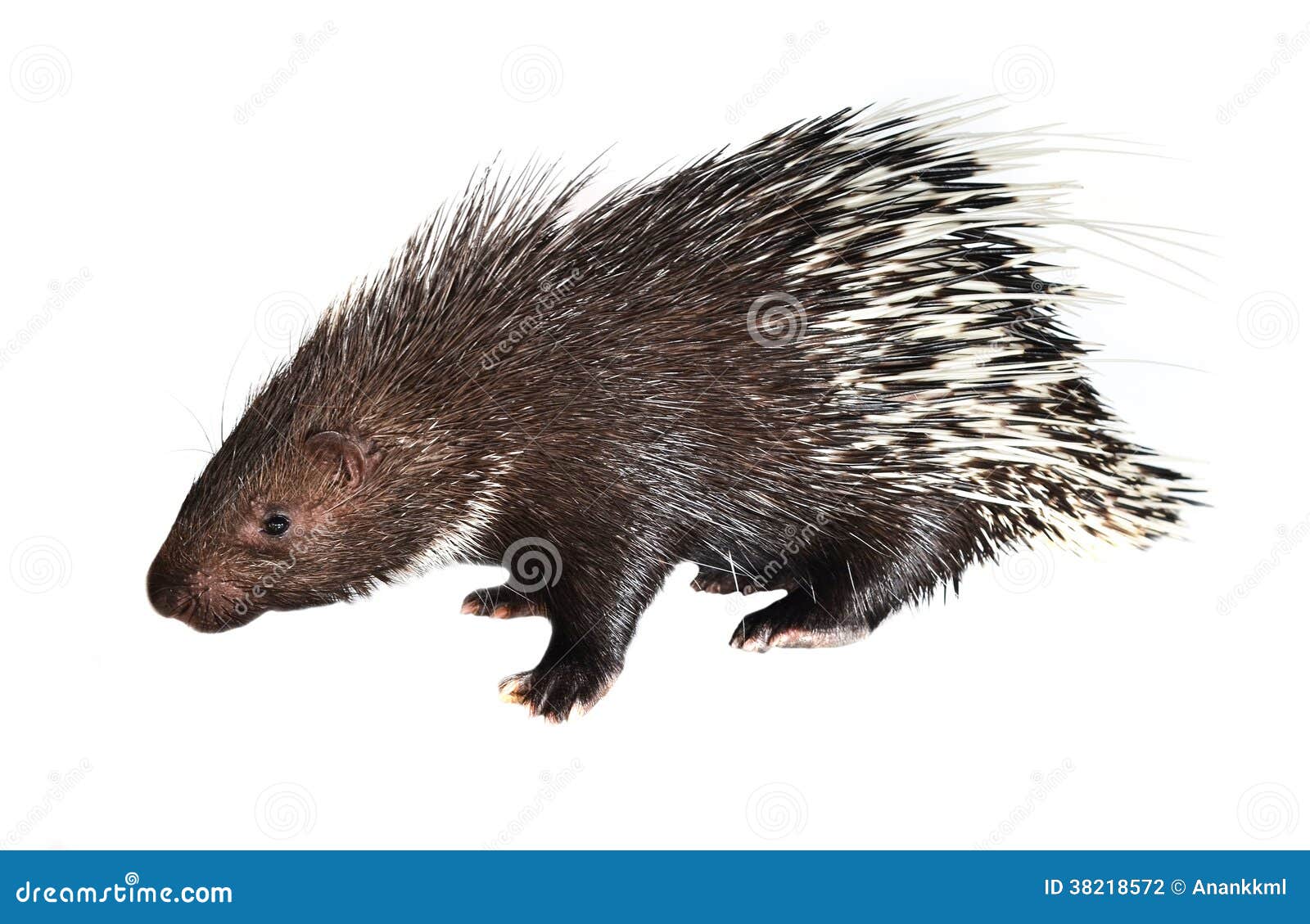 Isolerad ett piggsvin arkivfoto. Bild av spinkig, angus - 38218572