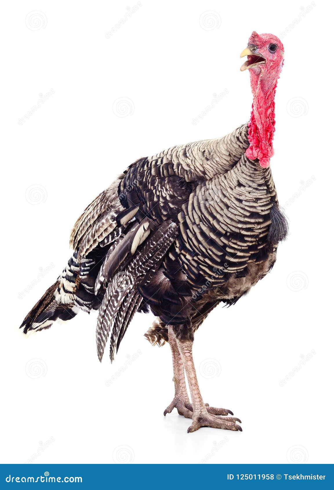 Isolerad mörk kalkon arkivfoto. Bild av kalkon, färg - 125011958