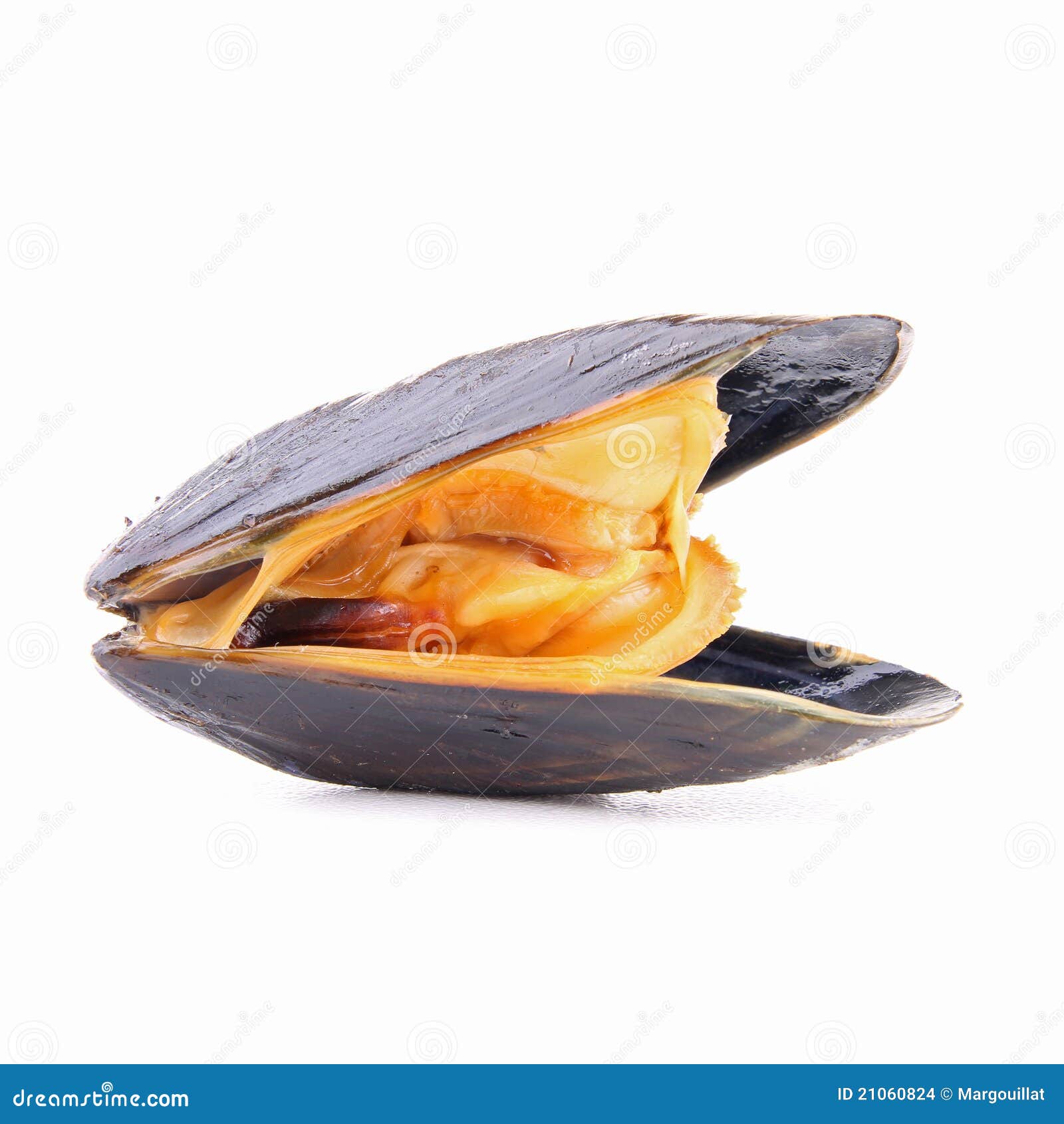 Isolerad mussla arkivfoto. Bild av nytt, skaldjur, skal - 21060824