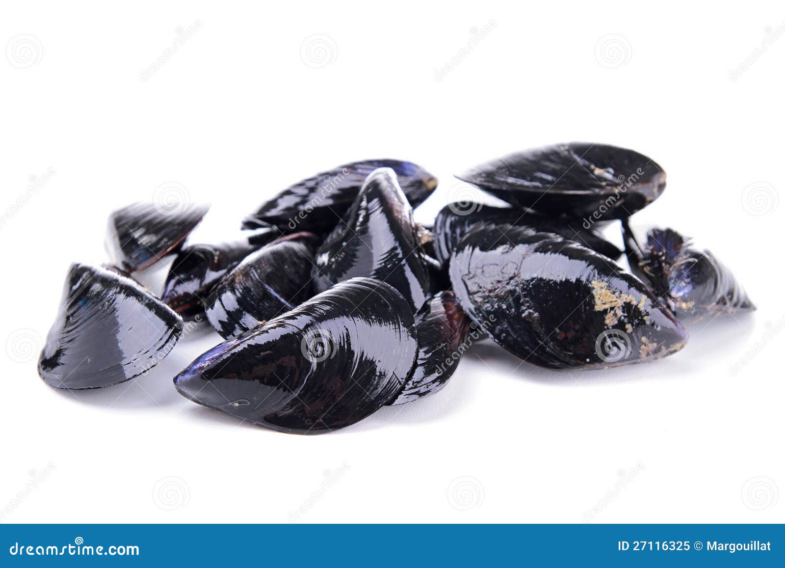 Isolerad mussla fotografering för bildbyråer. Bild av blötdjur - 27116325