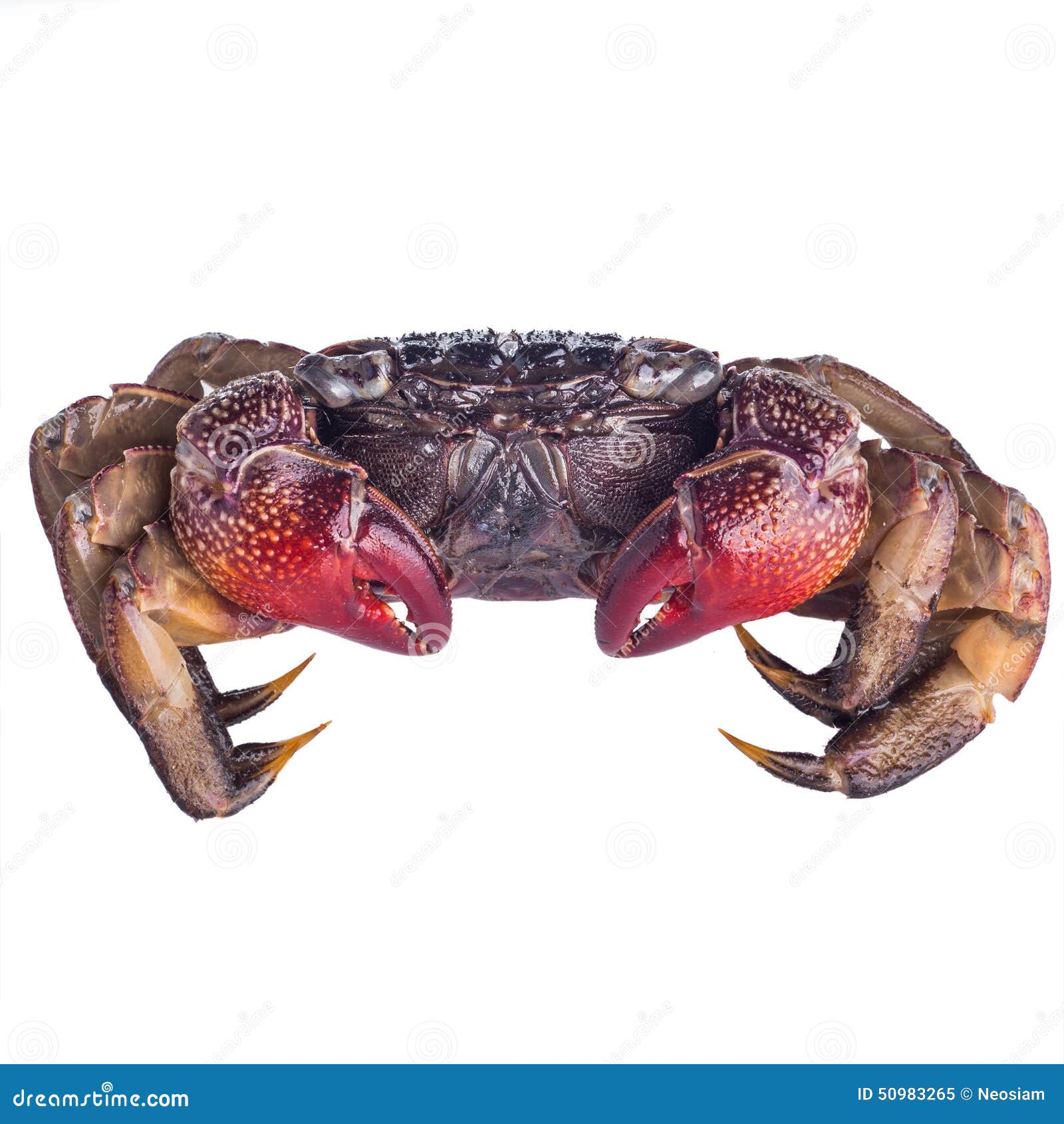 Isolerad rimmad krabba fotografering för bildbyråer. Bild av matställe ...