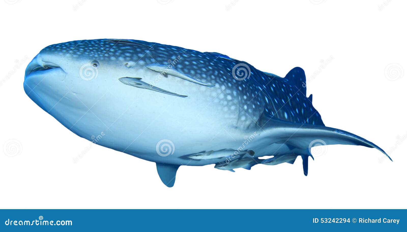 Isolerad valhaj arkivfoto. Bild av flipper, bakgrund - 53242294