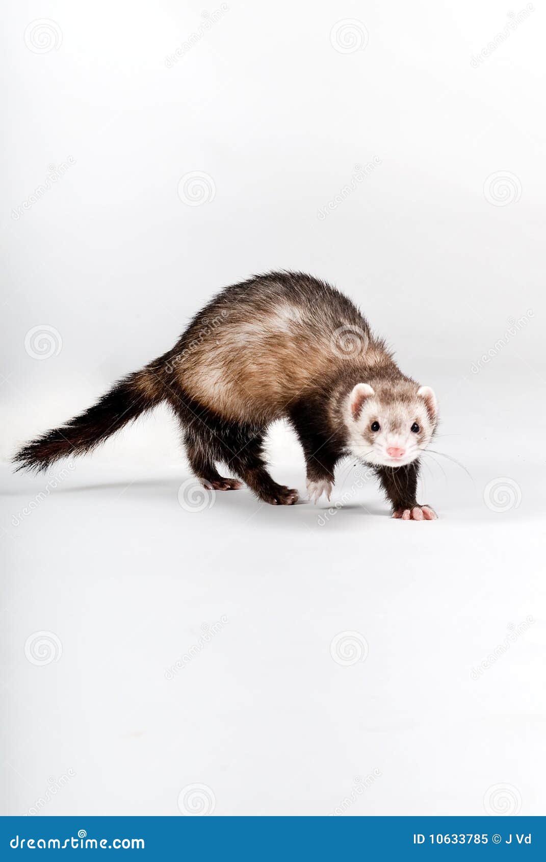 Isolerad vessla fotografering för bildbyråer. Bild av nyfiket - 10633785