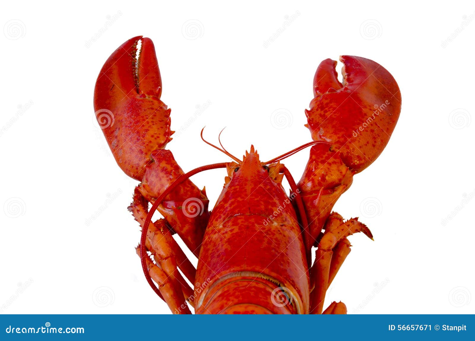 Isolerade languster fotografering för bildbyråer. Bild av bakgrund ...