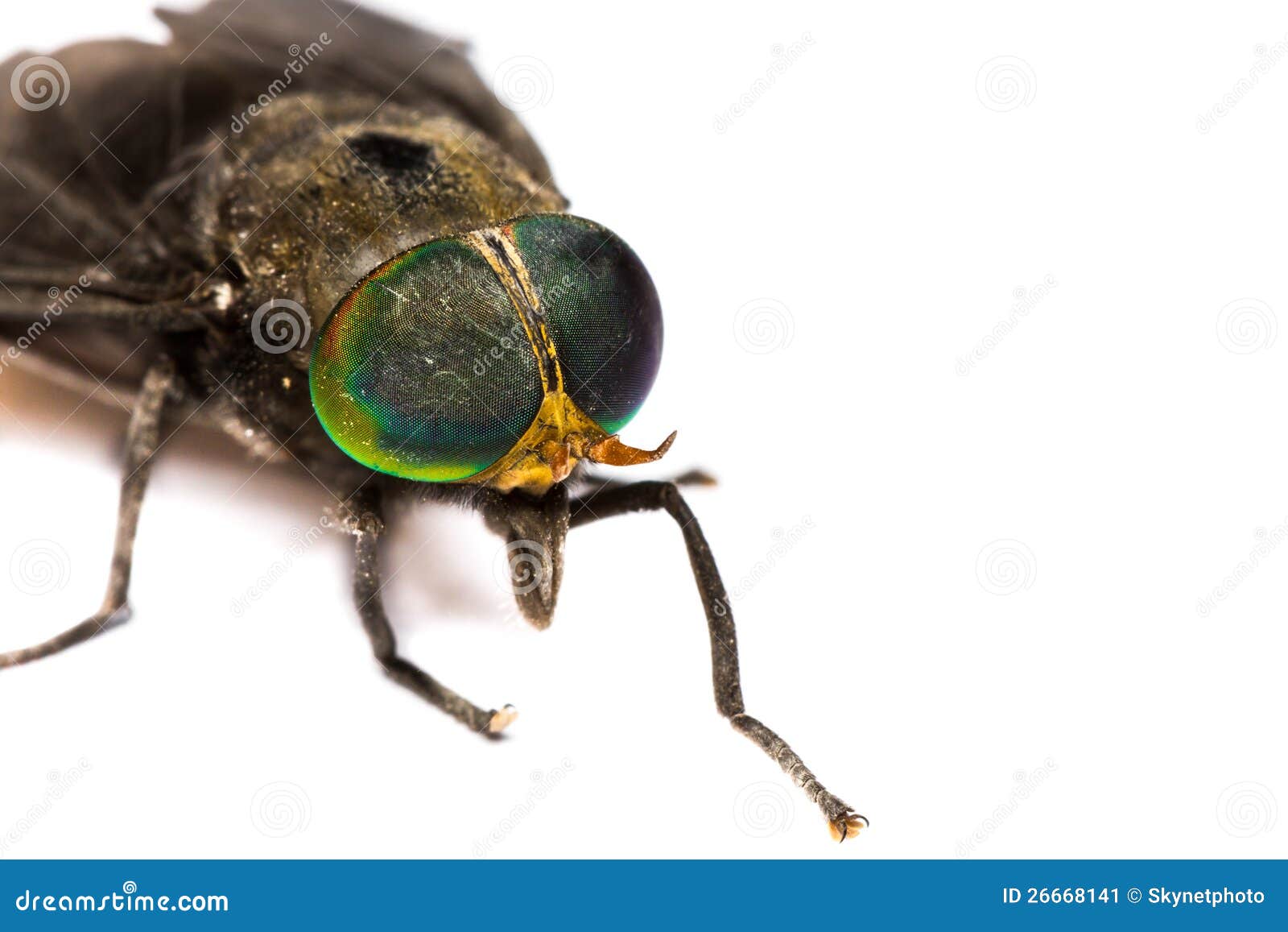 Isolerat av hästfluga fotografering för bildbyråer. Bild av jätte ...