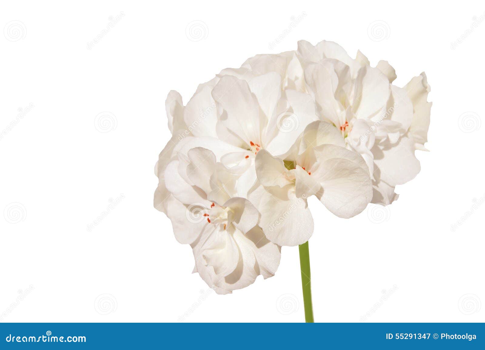 Isoltated vit pelargon fotografering för bildbyråer. Bild av pelargon ...