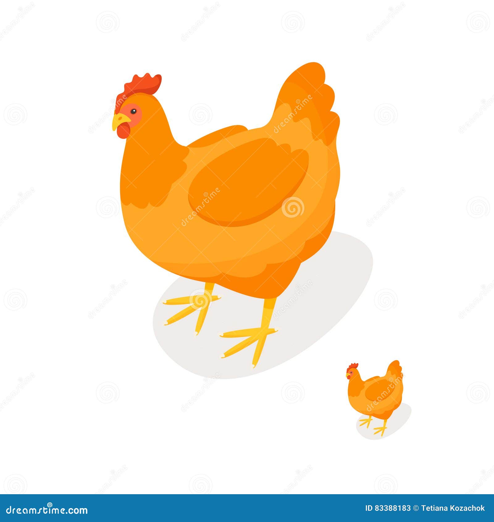 Chicken Front View Vector Animal Illustration. Rooster Farm Cartoon ...