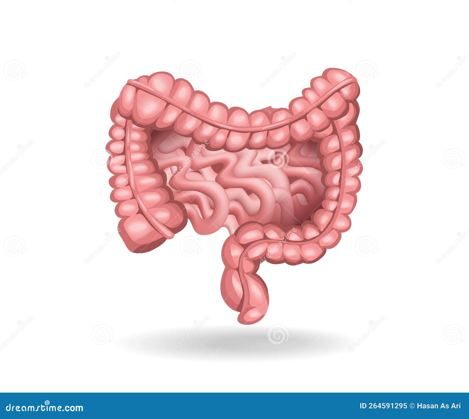 Isometric Flat 3d Human Colon Anatomy Concept Illustration Stock ...