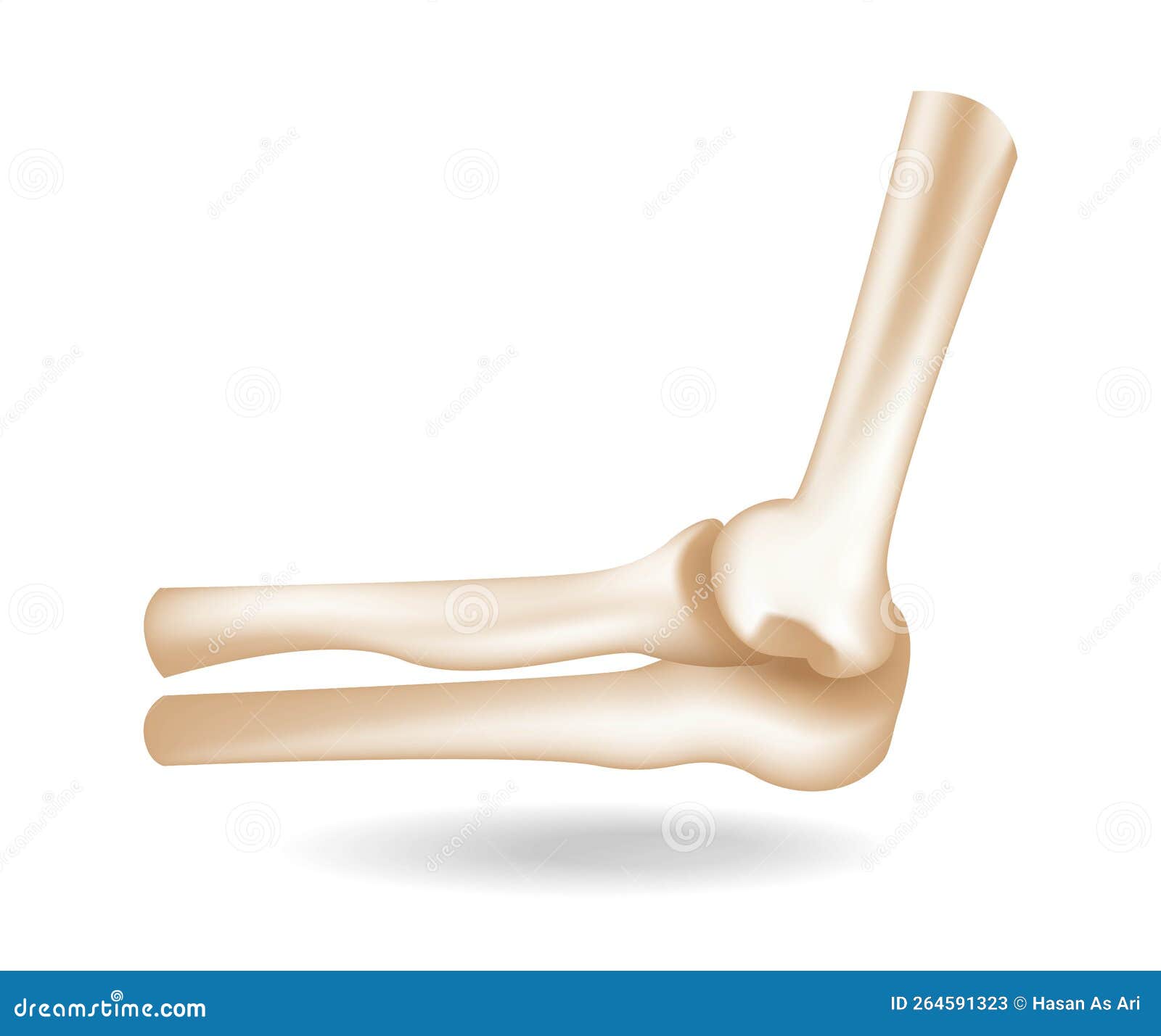 Human Hand Elbow Bone Anatomy Concept Illustration Stock Illustration ...