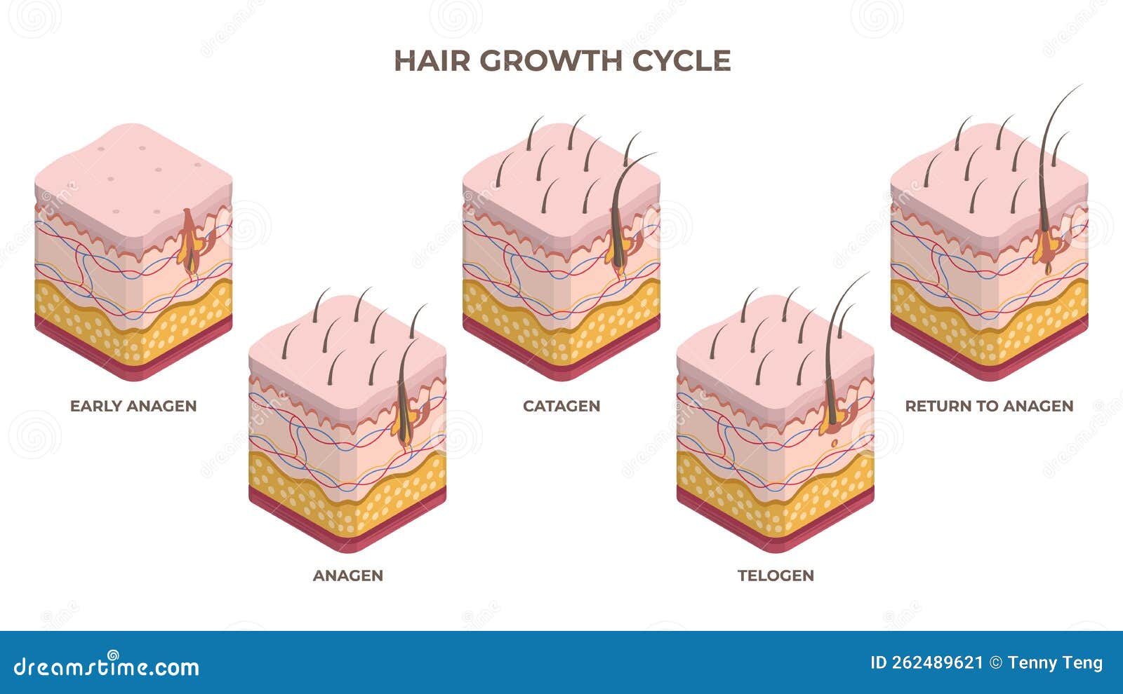 Isometric Hair Growth Cycle Anagen Telogen Catagen Phases Human