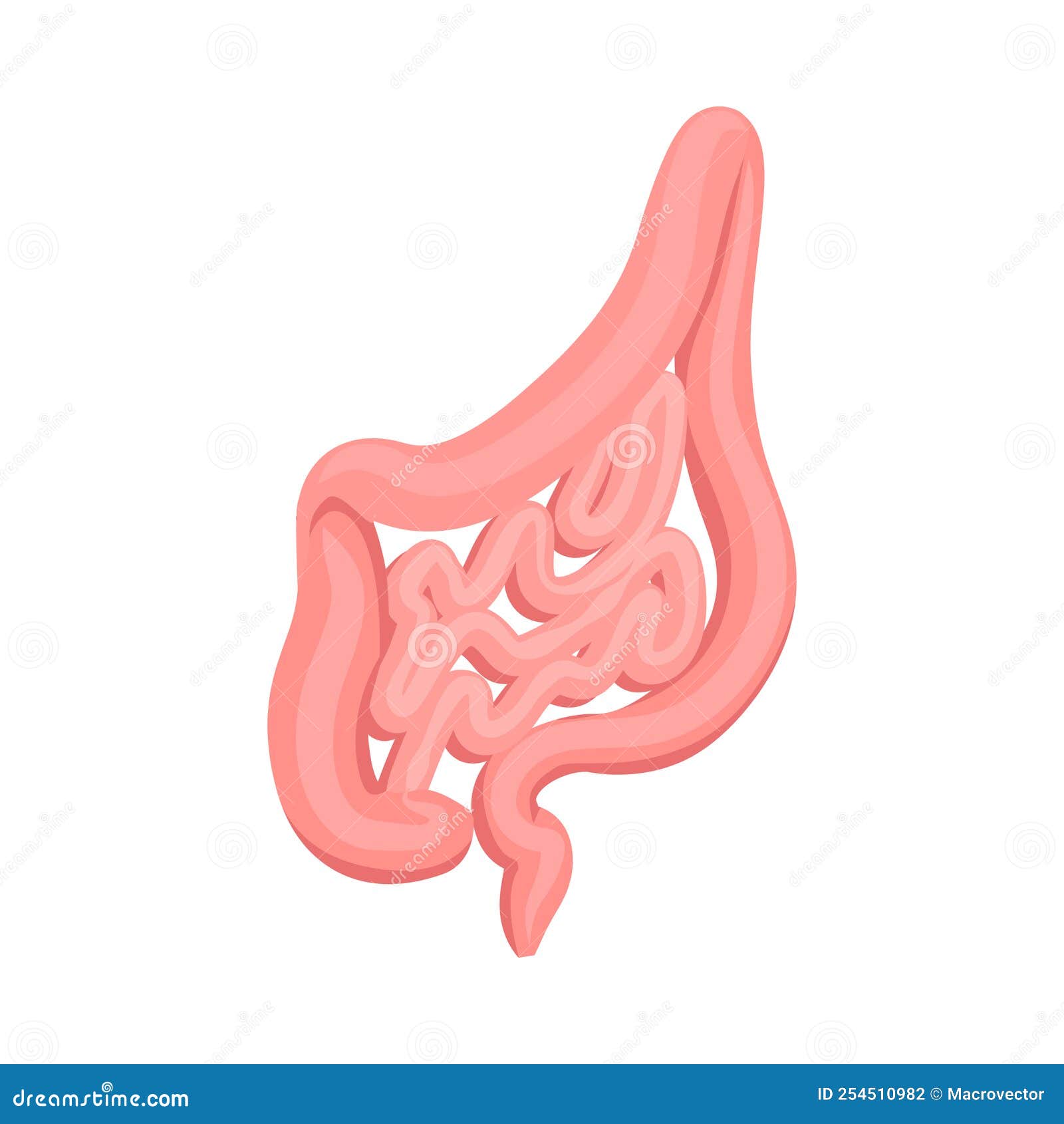 Isometric Intestines Illustration Stock Vector - Illustration of health ...