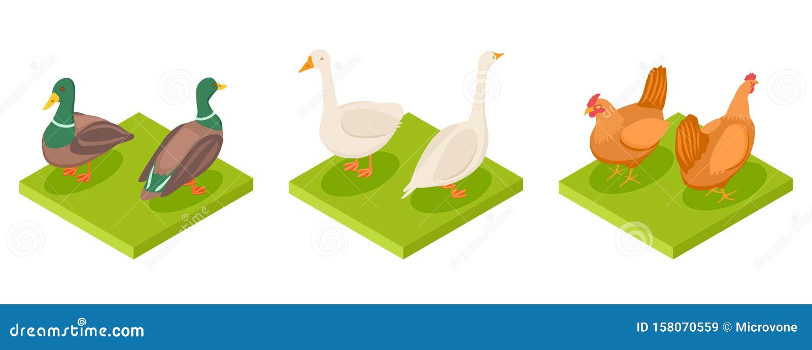 Isometric Poultry Vector. Hen, Duck and Goose 3d Illustration ...