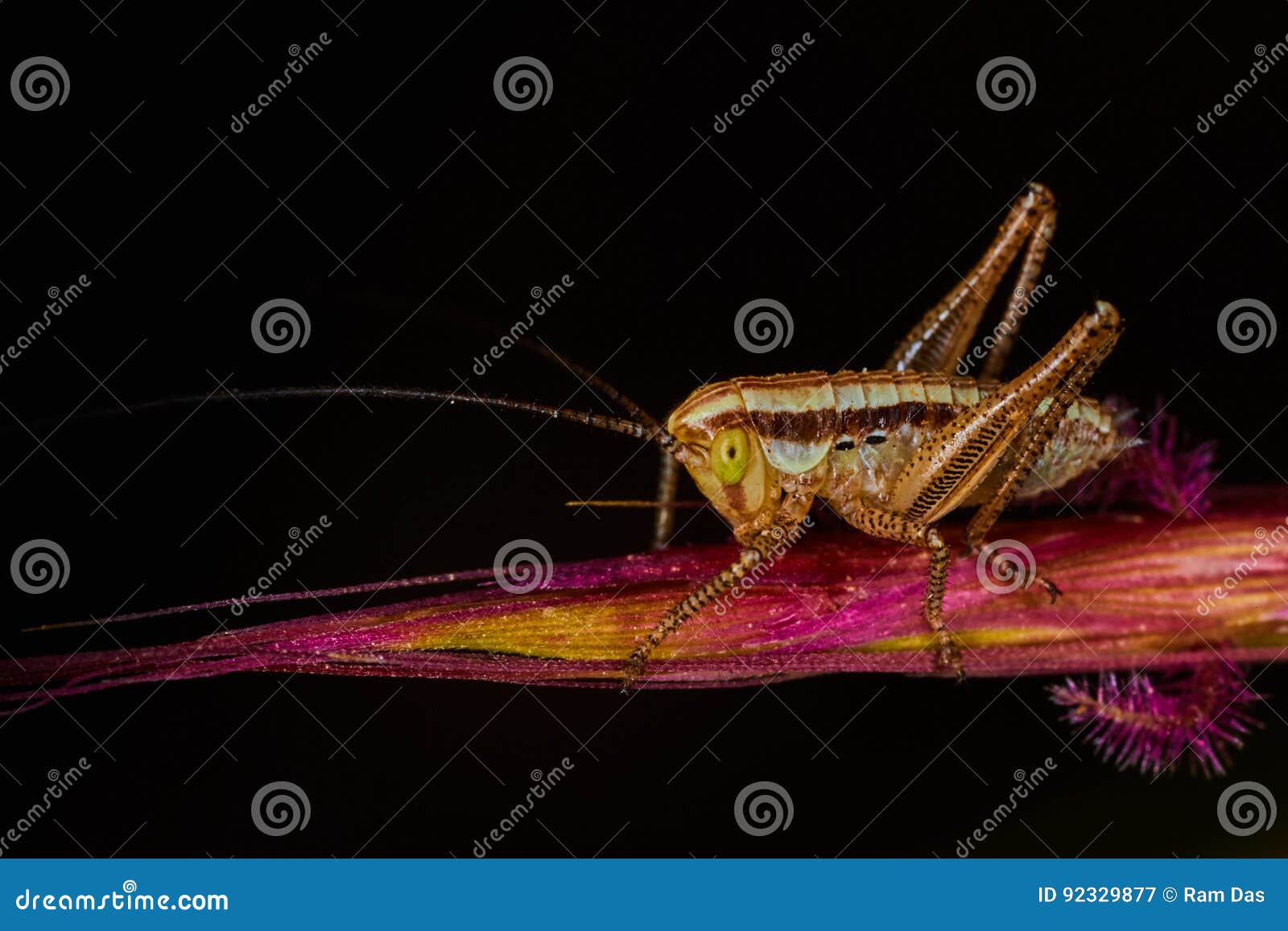Isophya bush cricket stock image. Image of body, bush - 92329877