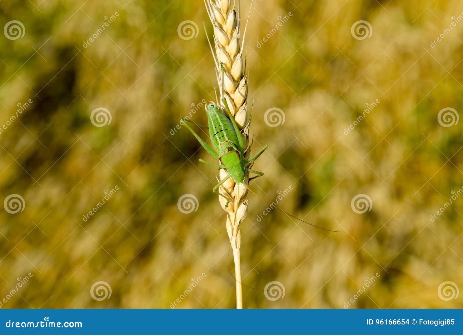 Isophya. Grasshopper is an Isophy on a Wheat Spikelet. Stock Photo ...