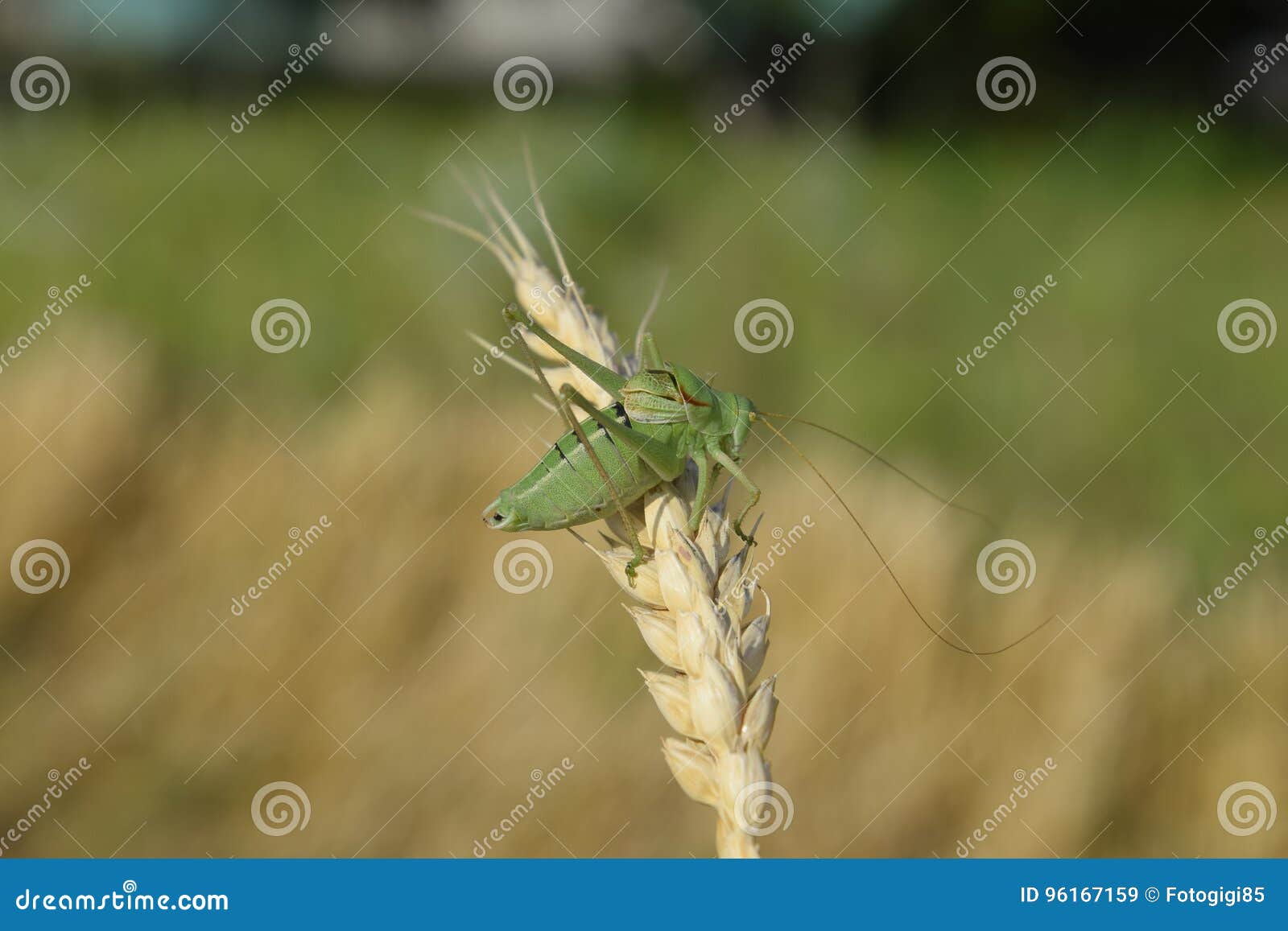 Isophya. Grasshopper is an Isophy on a Wheat Spikelet. Stock Image ...