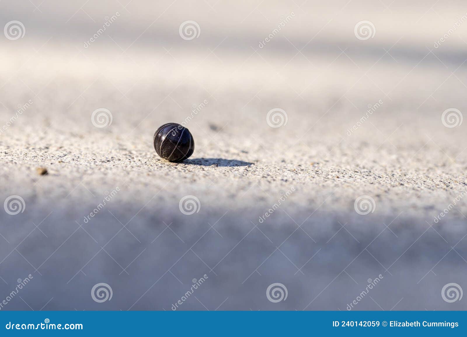 Isopod Bug Rolled into a Ball for Protection on an Asphalt Surface ...
