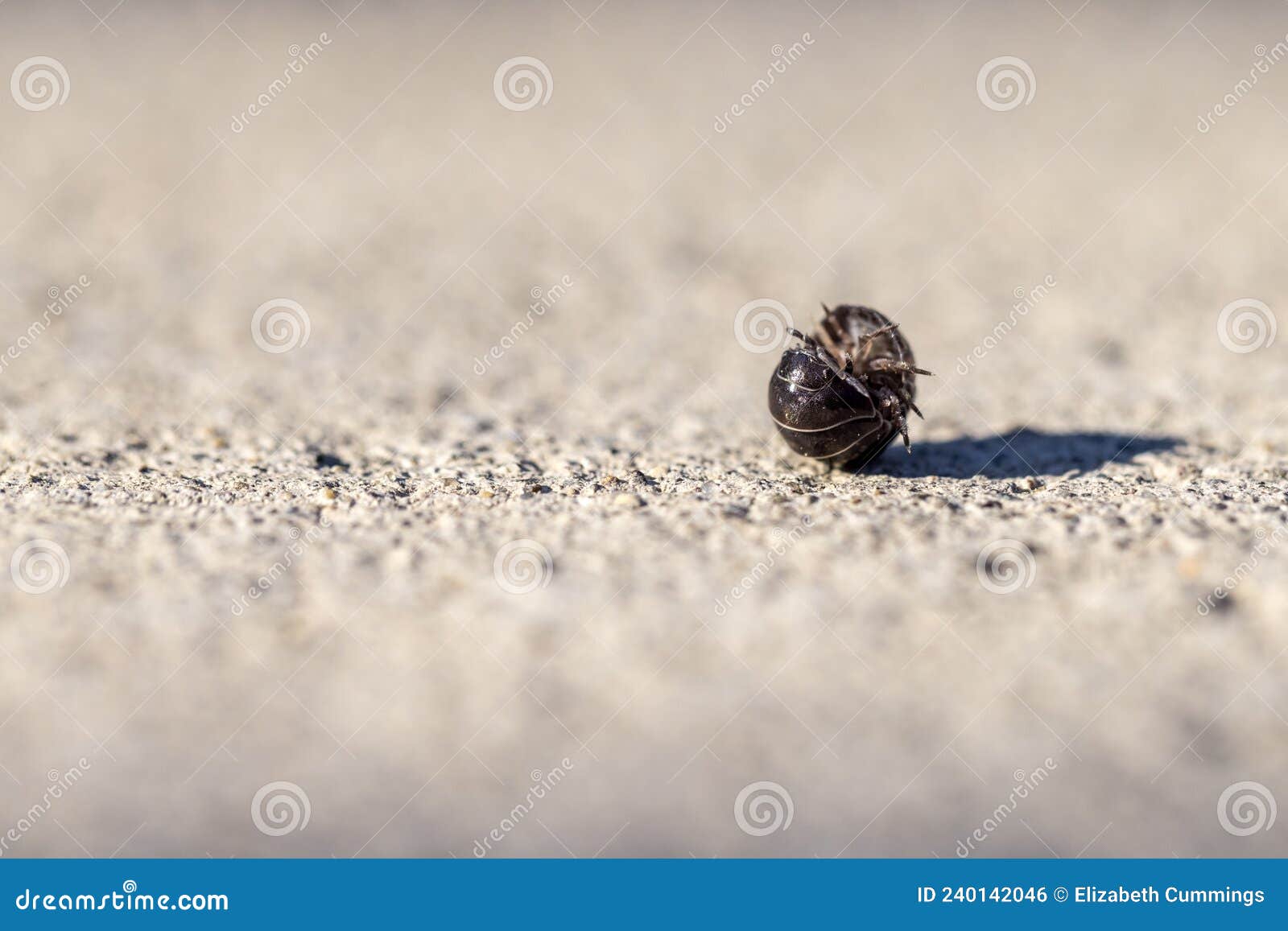 Isopod Rolling into a Ball for Protection on an Asphalt Surface Stock ...