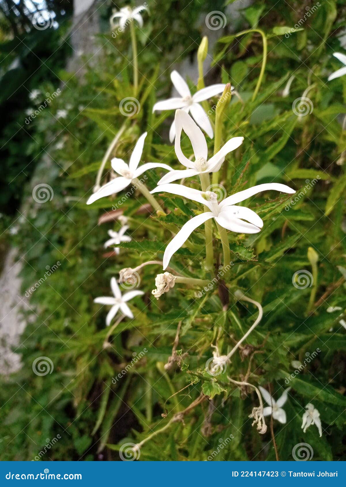 Isotoma longiflora plant stock image. Image of longiflora - 224147423