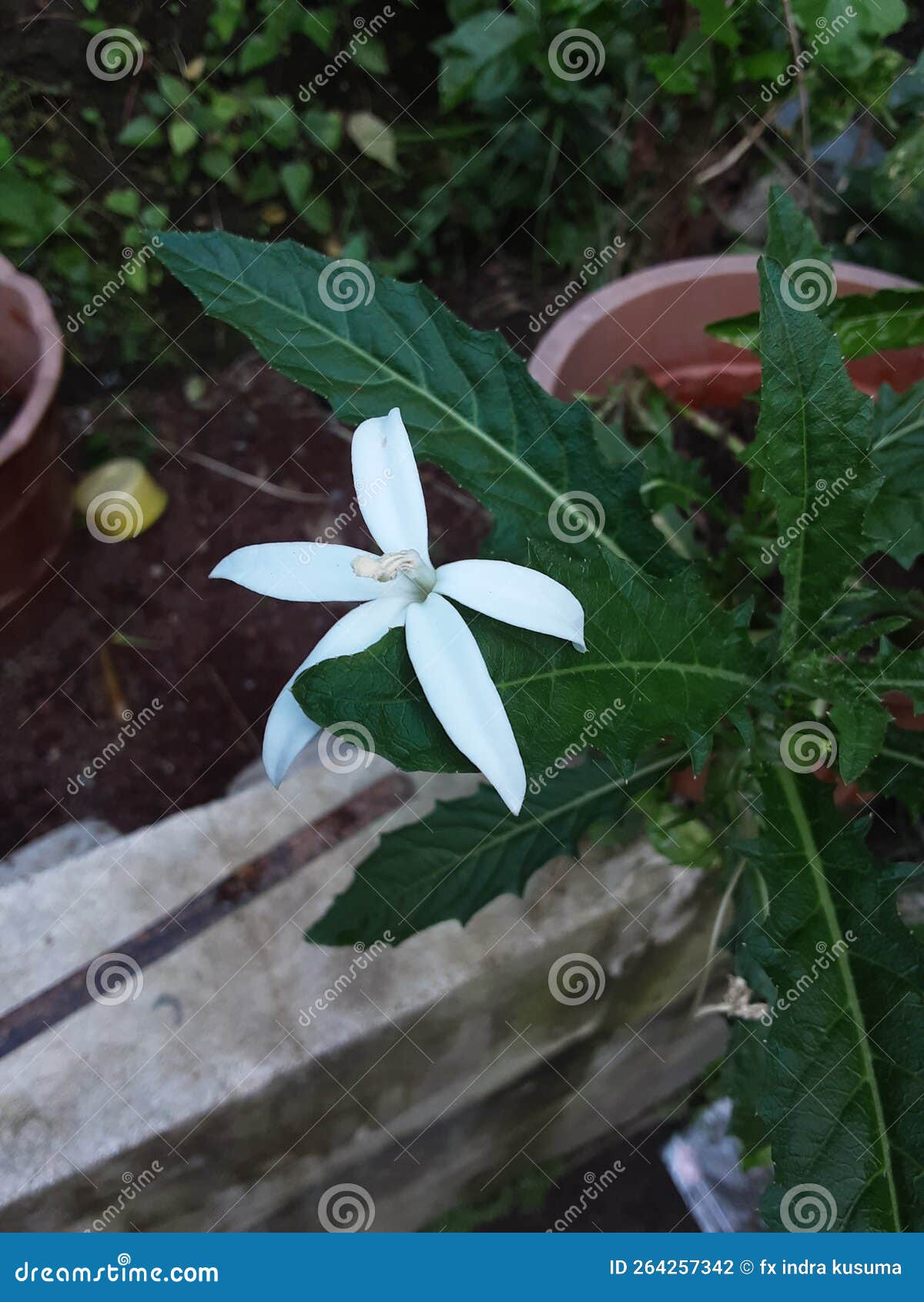 Isotoma Longiflora Is A Medicinal Plant In The Form Of An Upright Terna ...