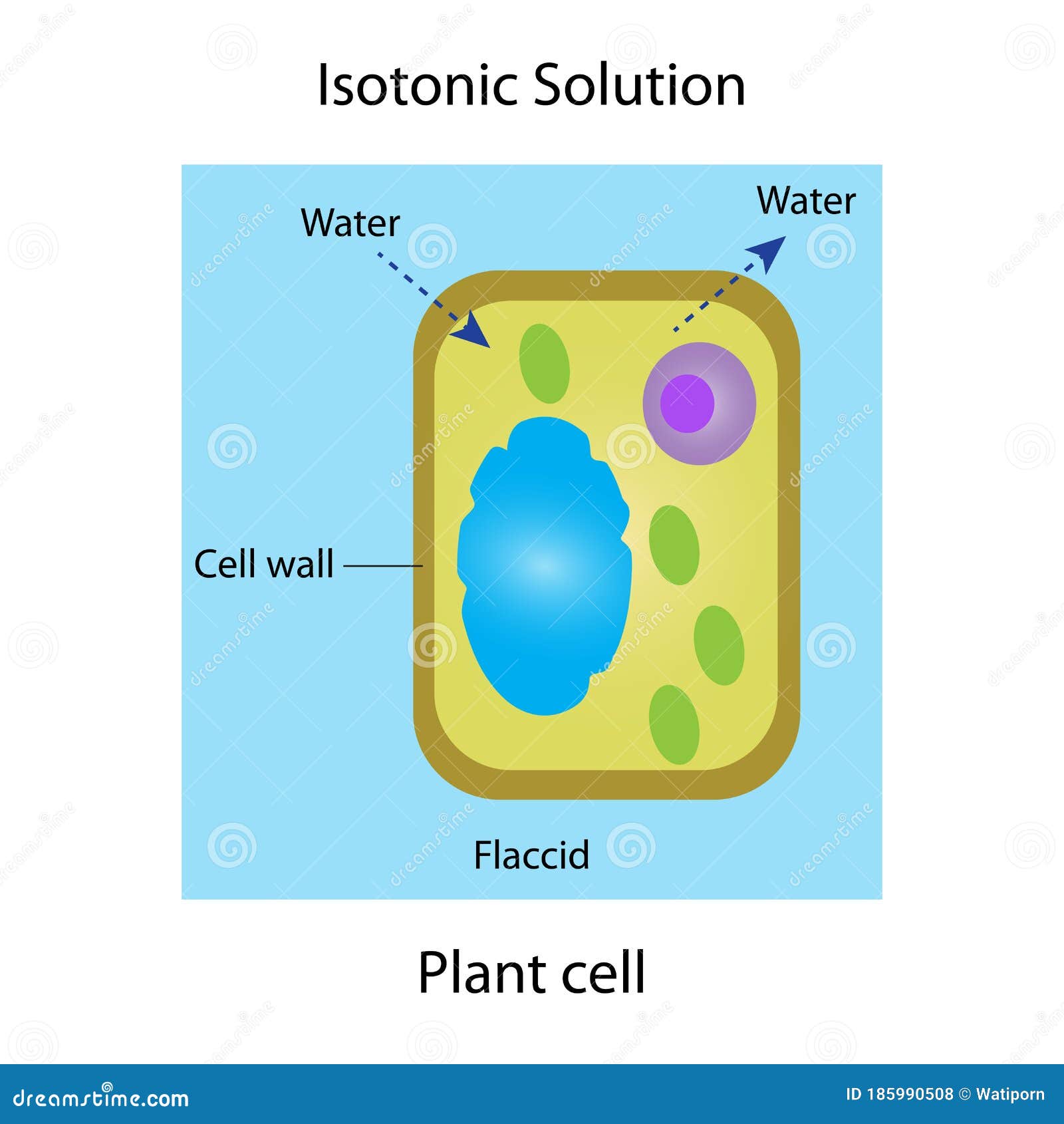 Isotonic solution stock illustration. Illustration of adaptation ...