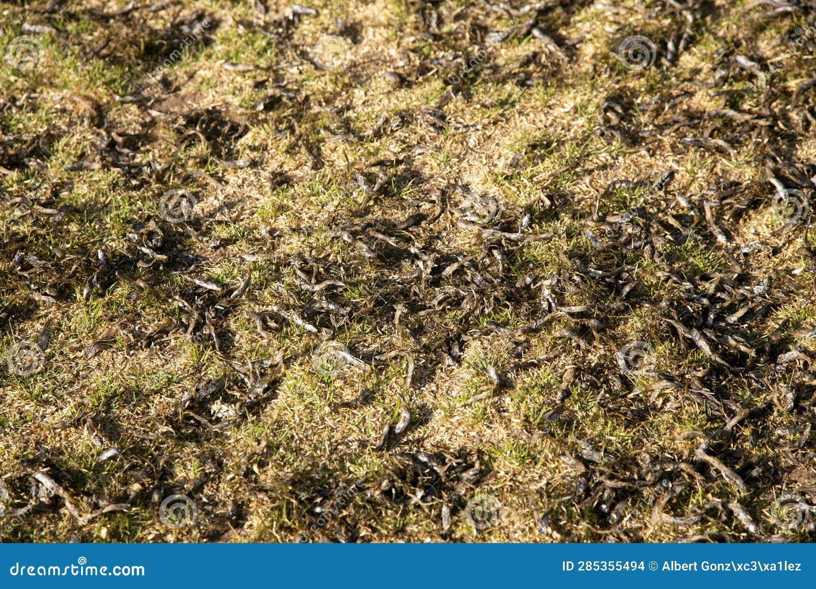 The Ispi is a Type of Small Fish Typical of Lake Titicaca, they are ...