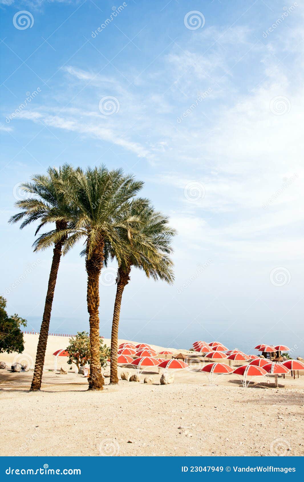Israel desert oase stock image. Image of sunny, gedi - 23047949