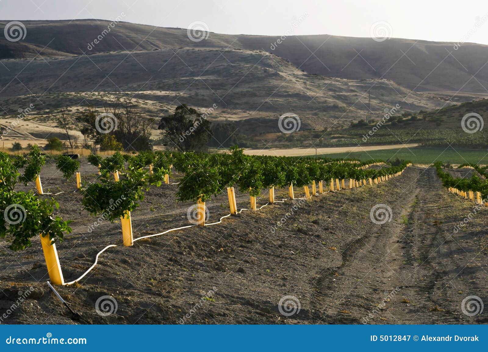 Israel orange groves stock image. Image of juicy, fruity - 5012847