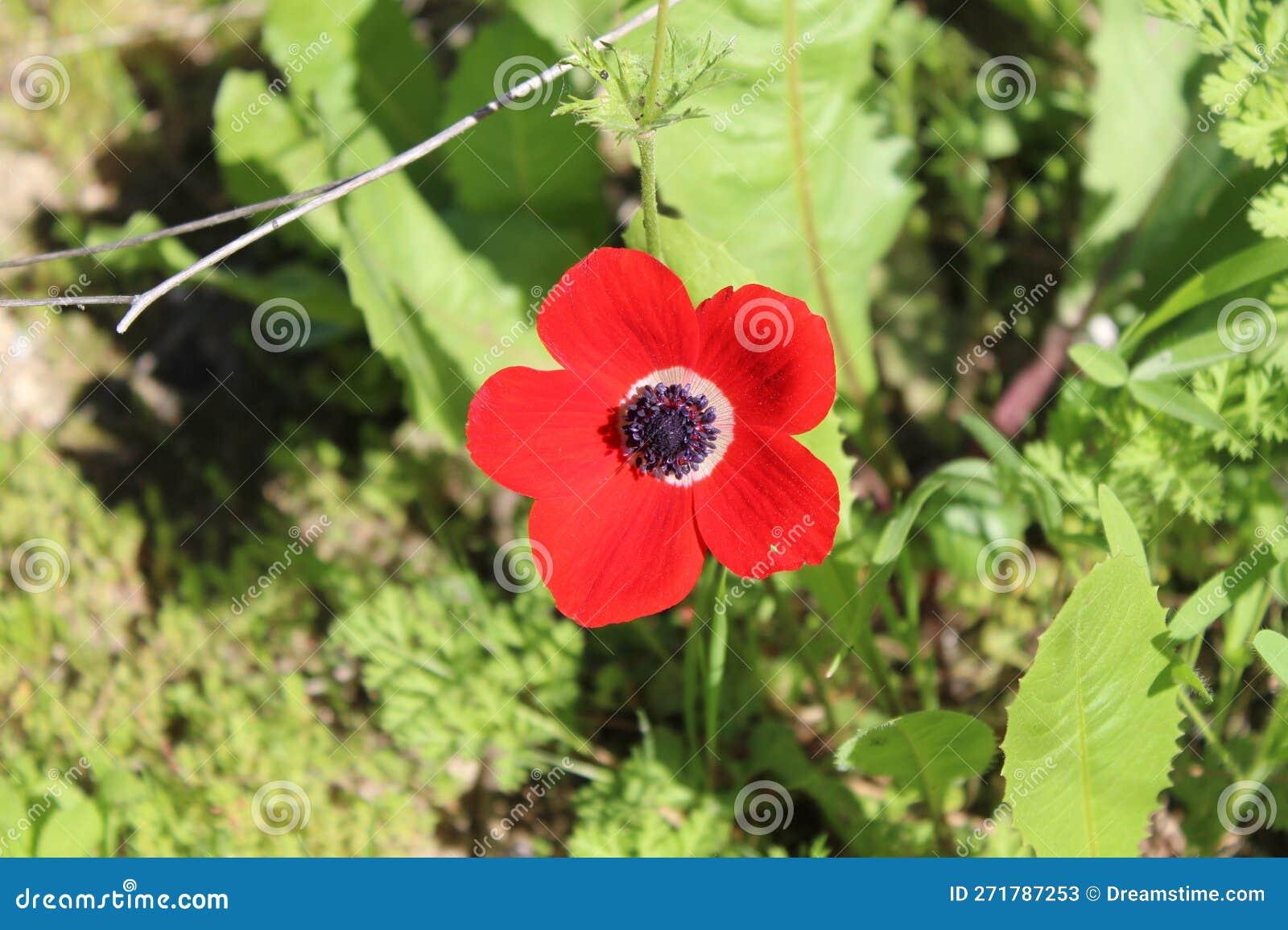 Israel Poppy Anemone stock image. Image of macro, flora - 271787253