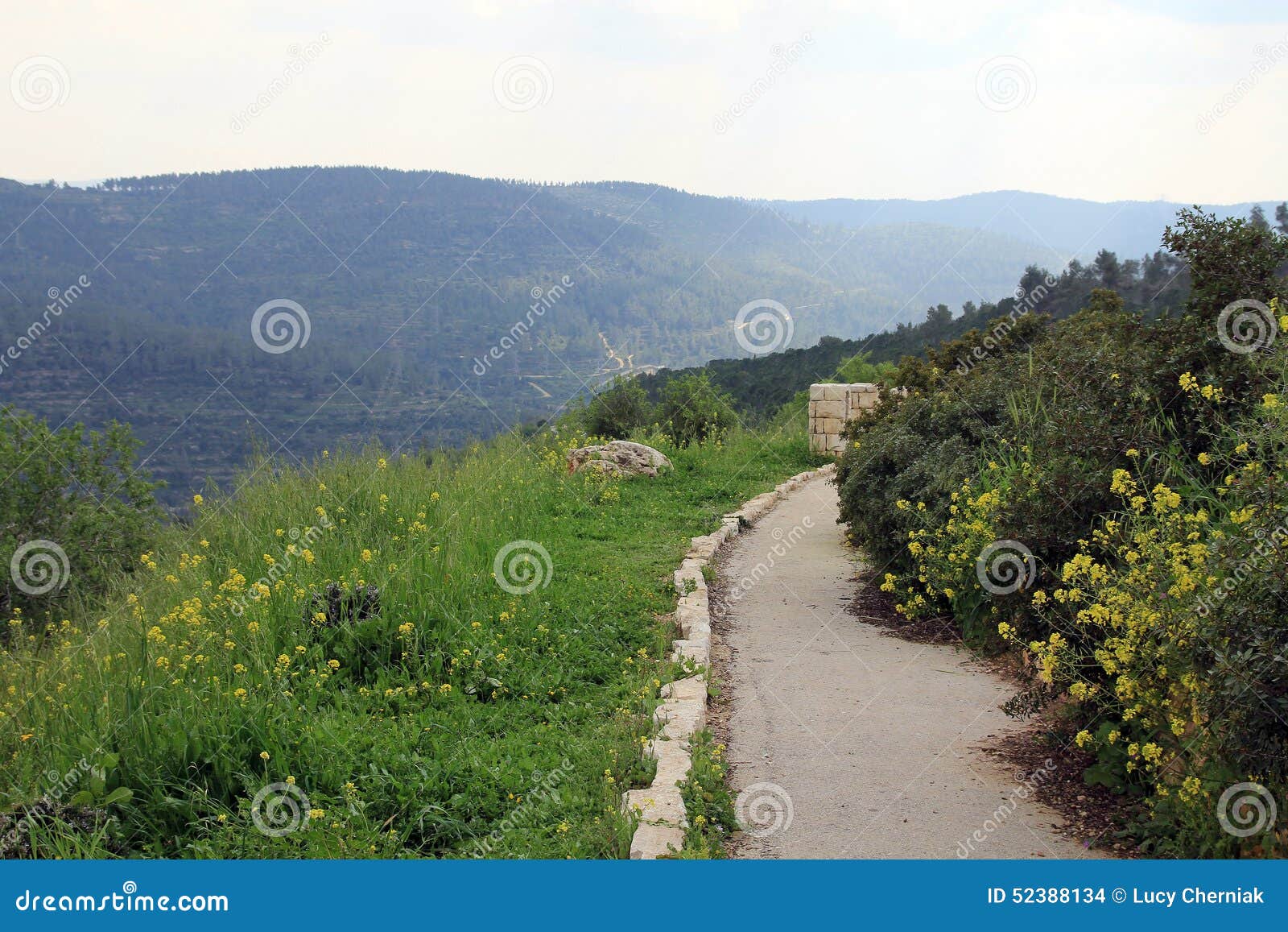 Israel s Landscape stock photo. Image of flora, israel - 52388134