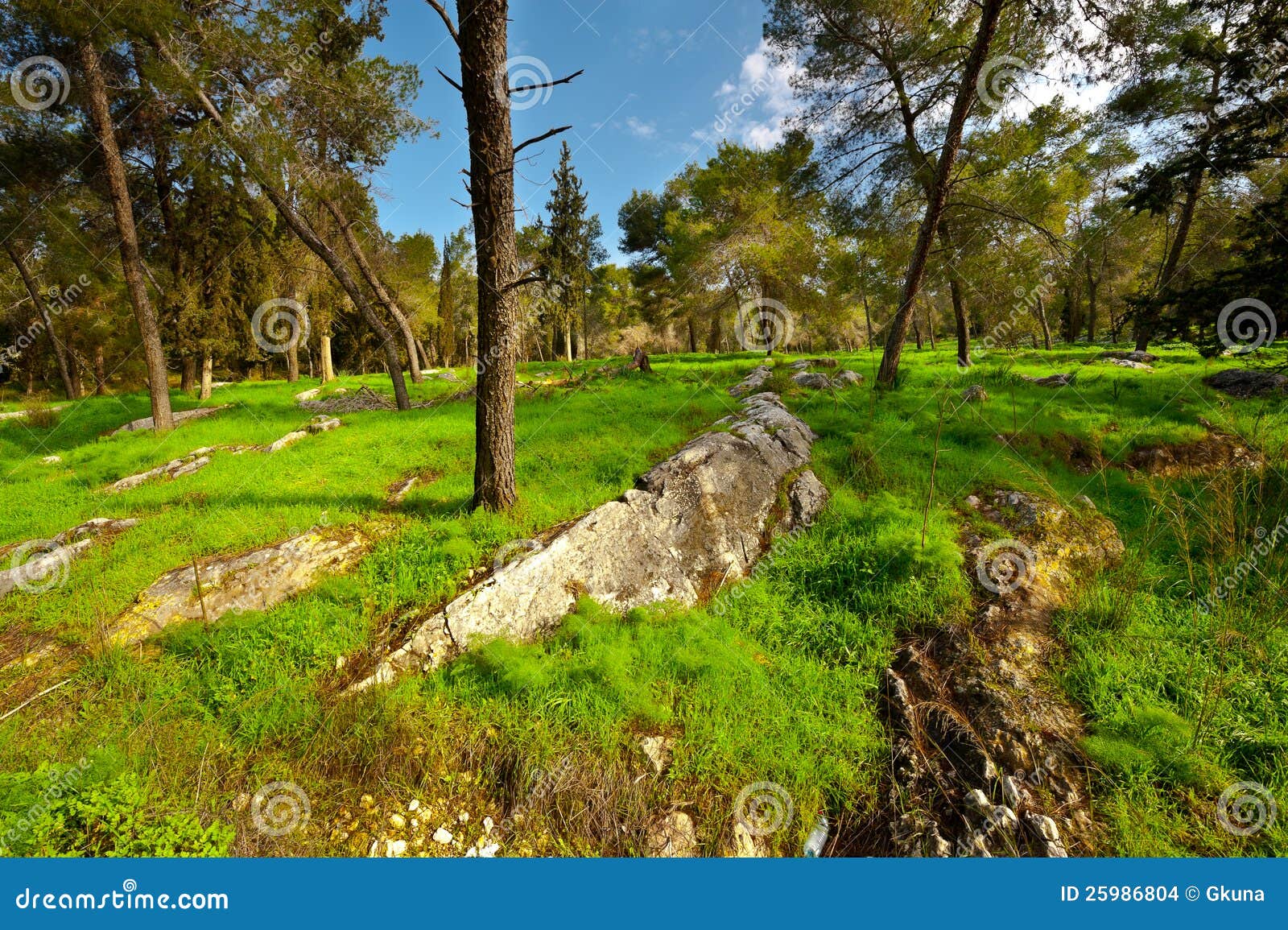 Israel in Spring stock photo. Image of bark, landscape - 25986804