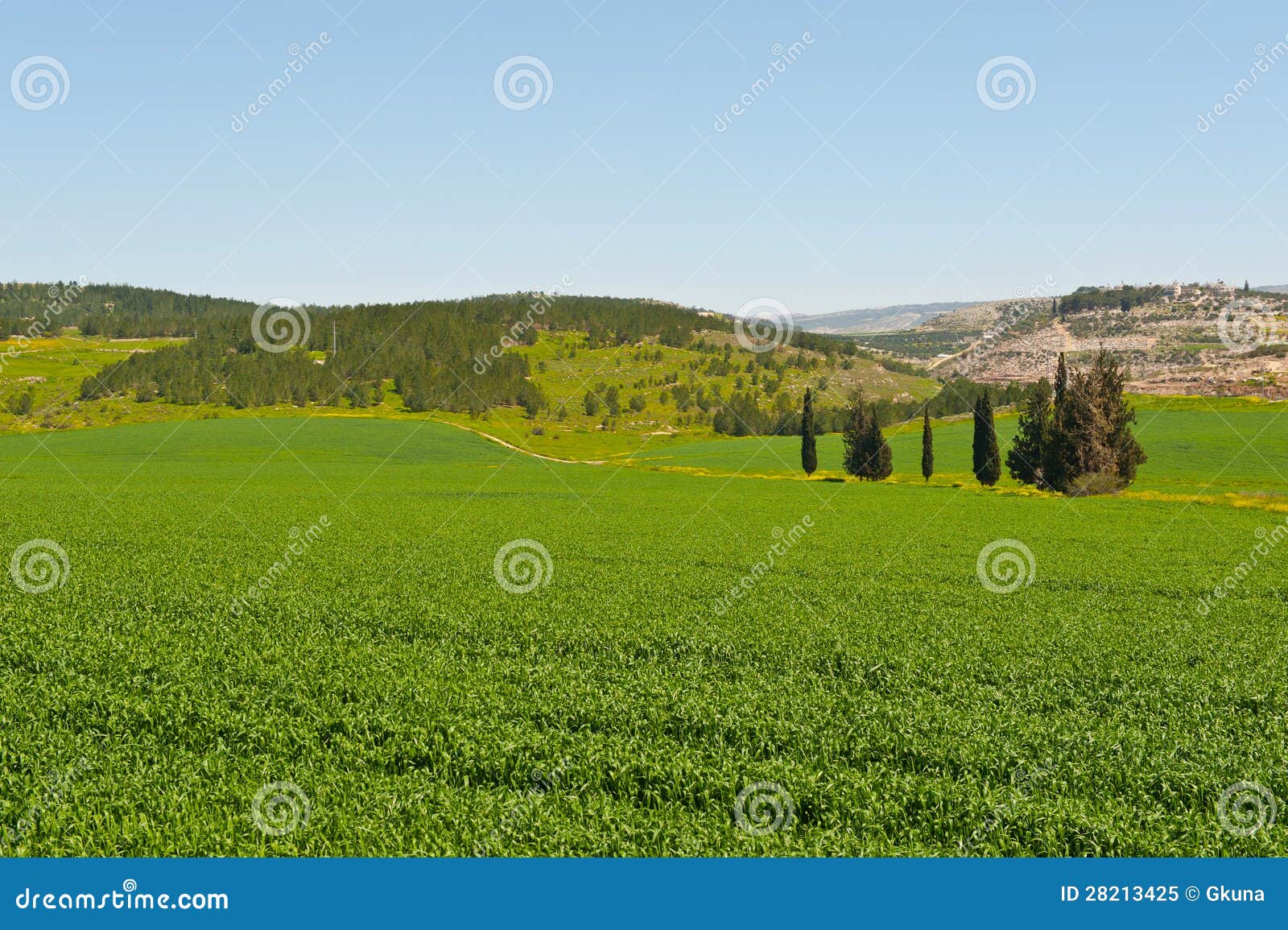 Israel in Spring stock image. Image of ground, foliage - 28213425