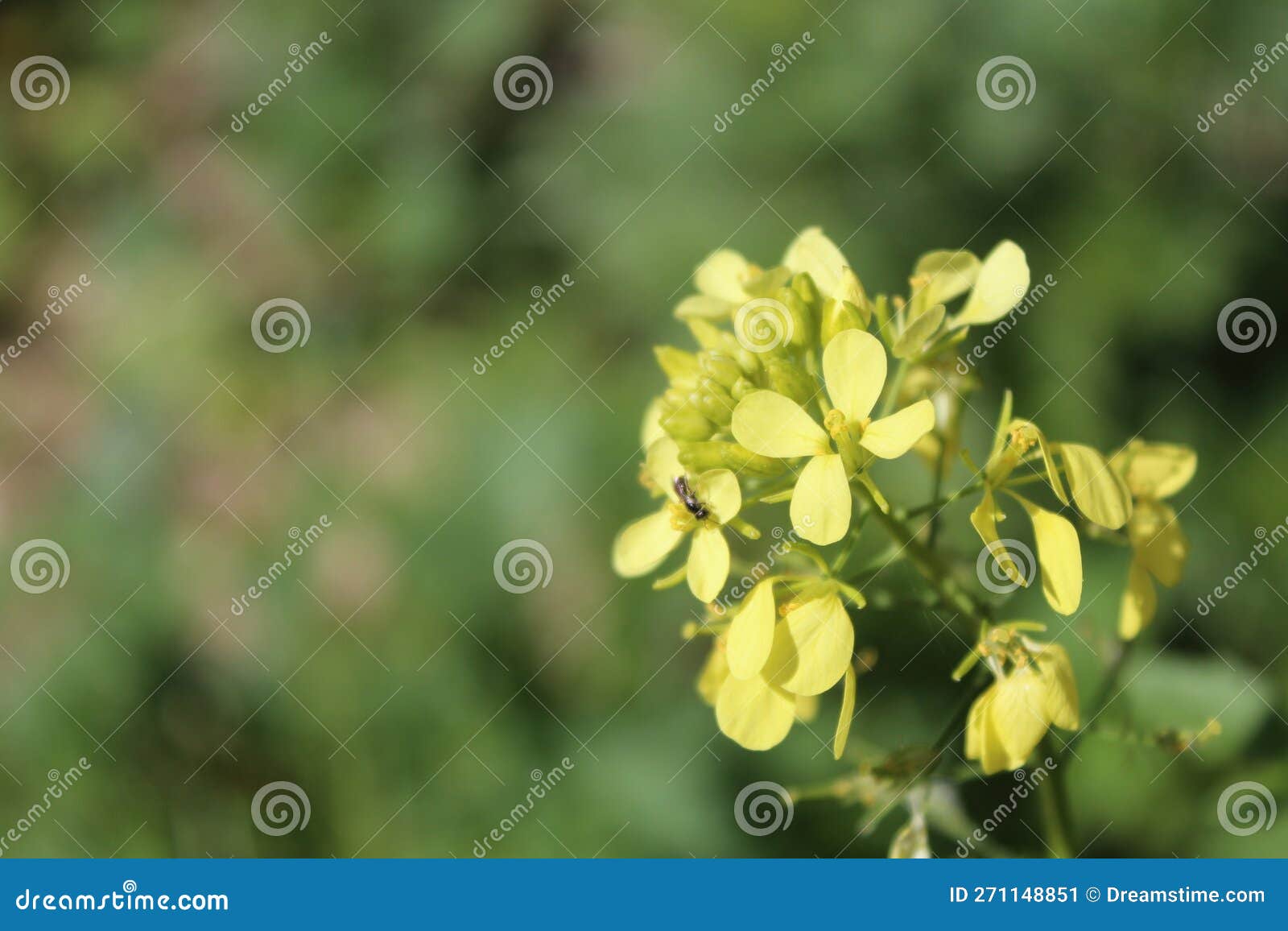Israel White Mustard stock image. Image of blossom, grass - 271148851