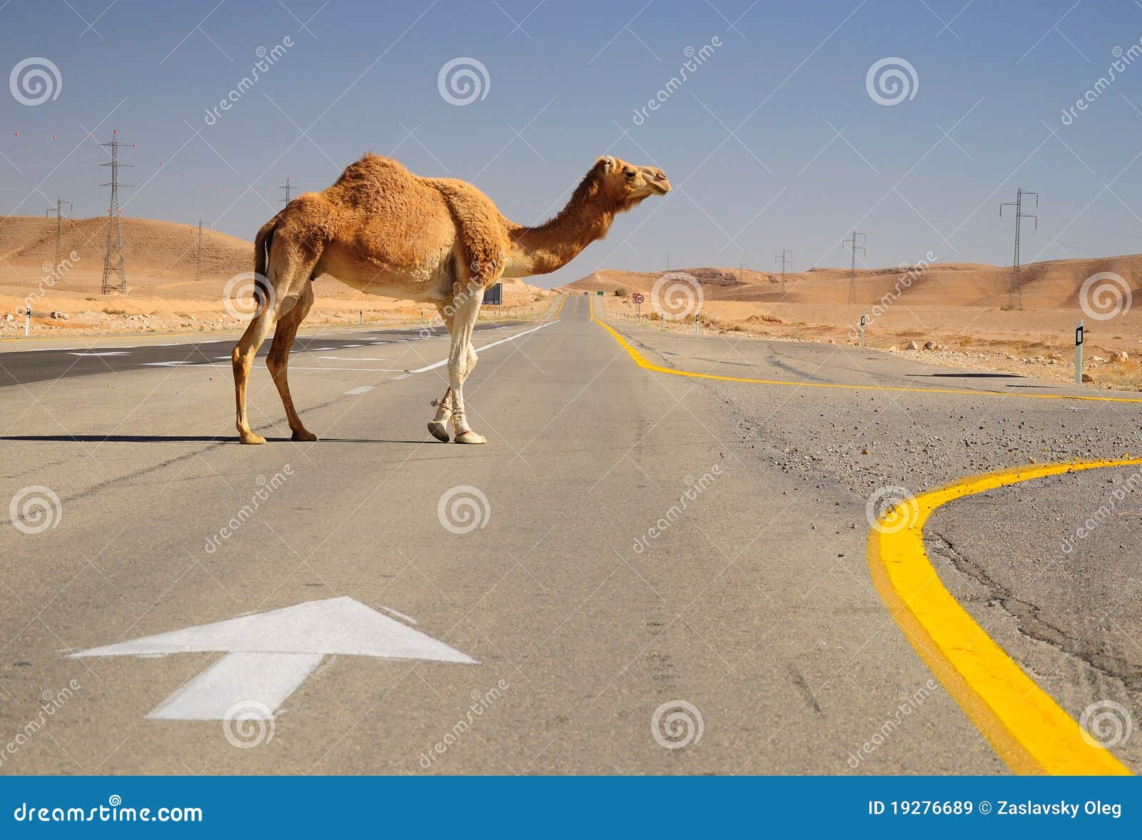 Israeli camel. stock image. Image of pylon, perspective - 19276689