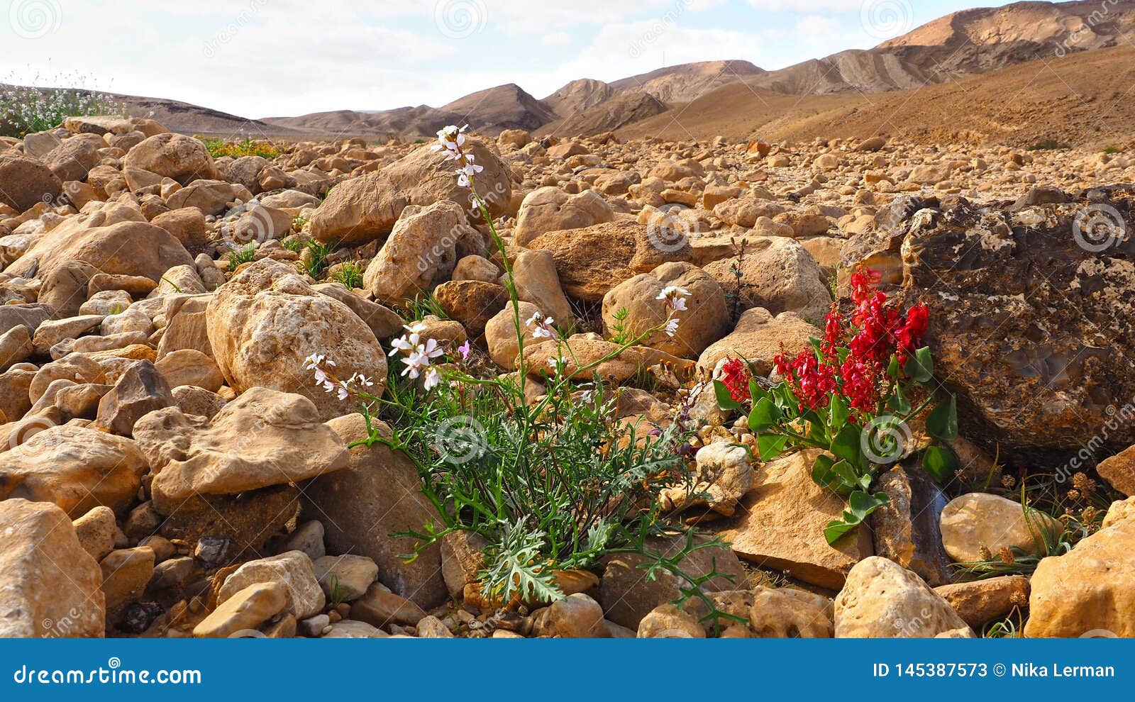 Israeli Desert Blooming in Winter Stock Image - Image of flowering ...