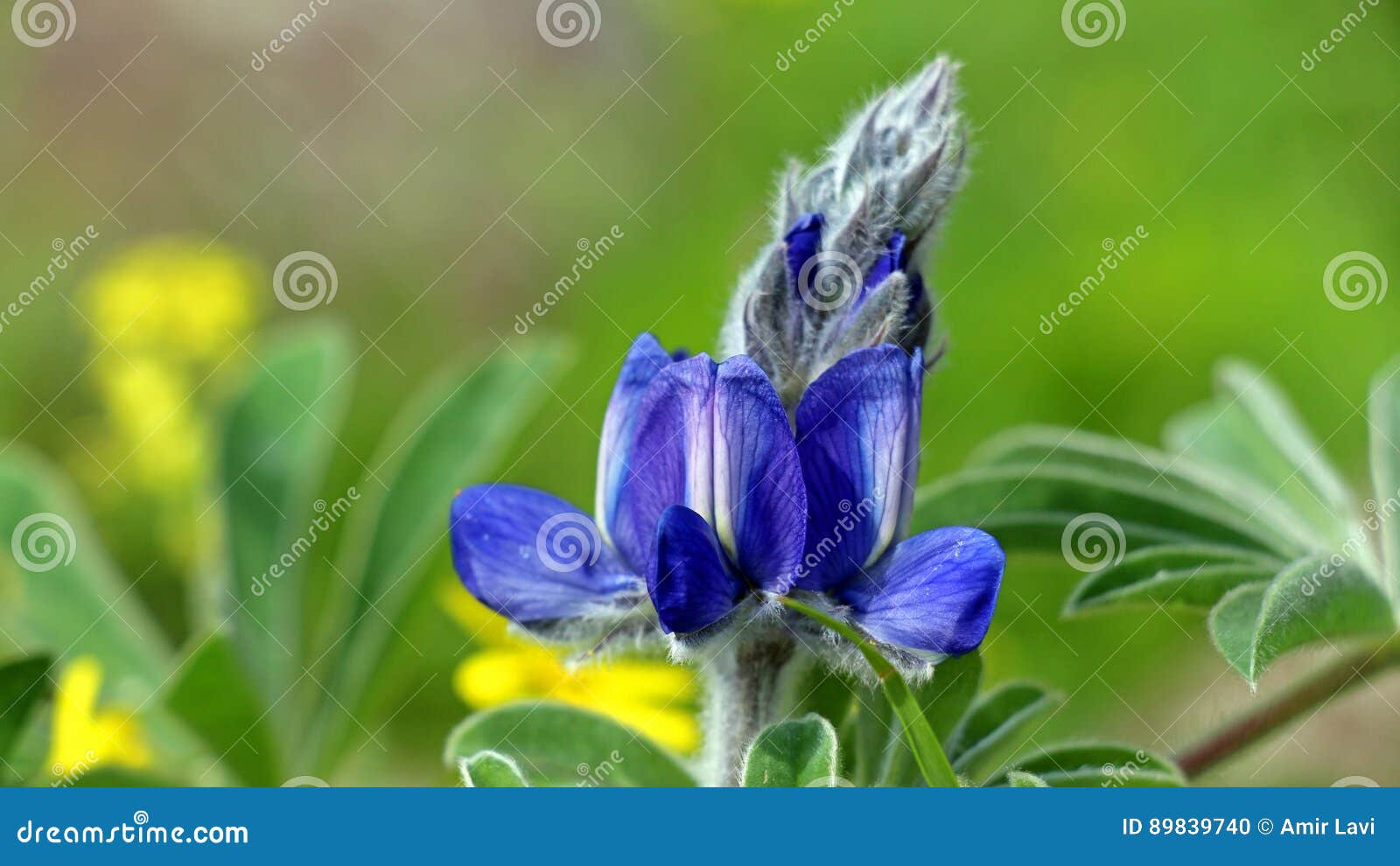 Israeli Flowers in the Spring Stock Photo - Image of flora, season ...