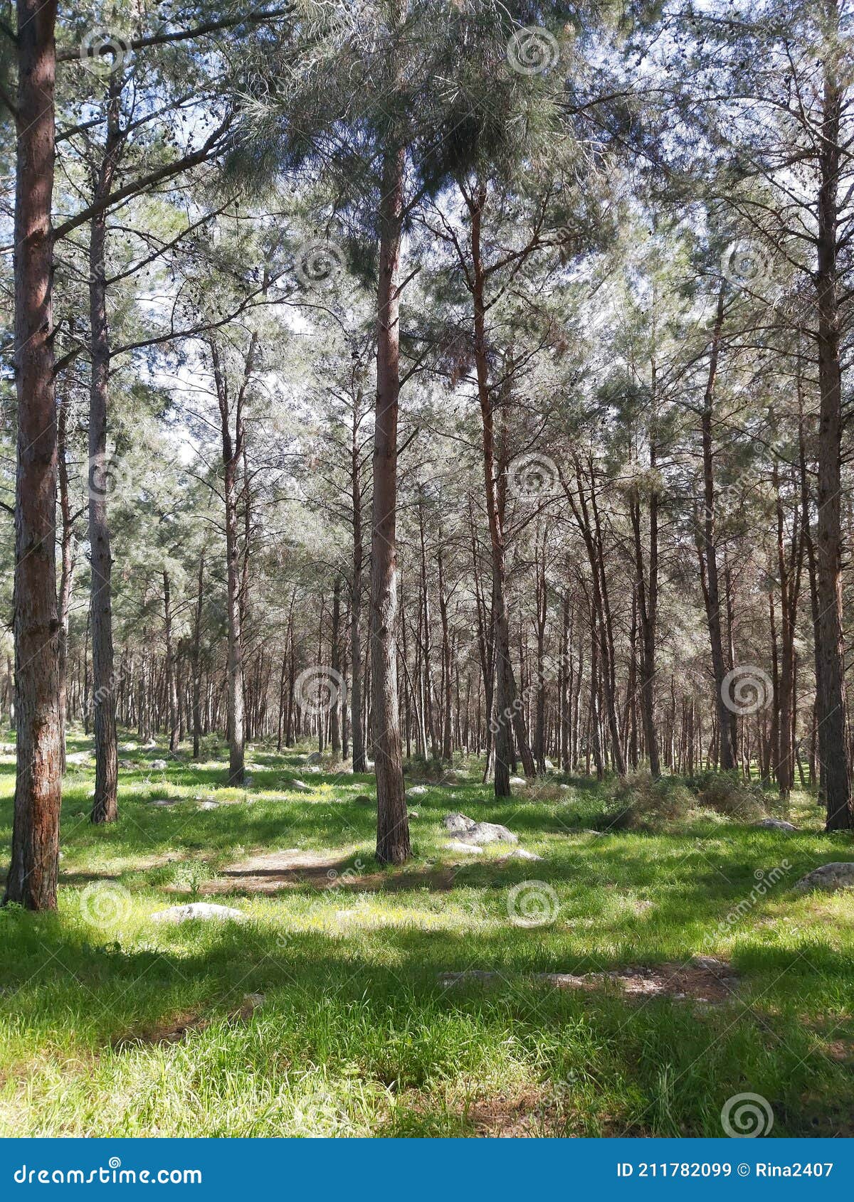 Israeli forest . stock image. Image of nature, forest - 211782099