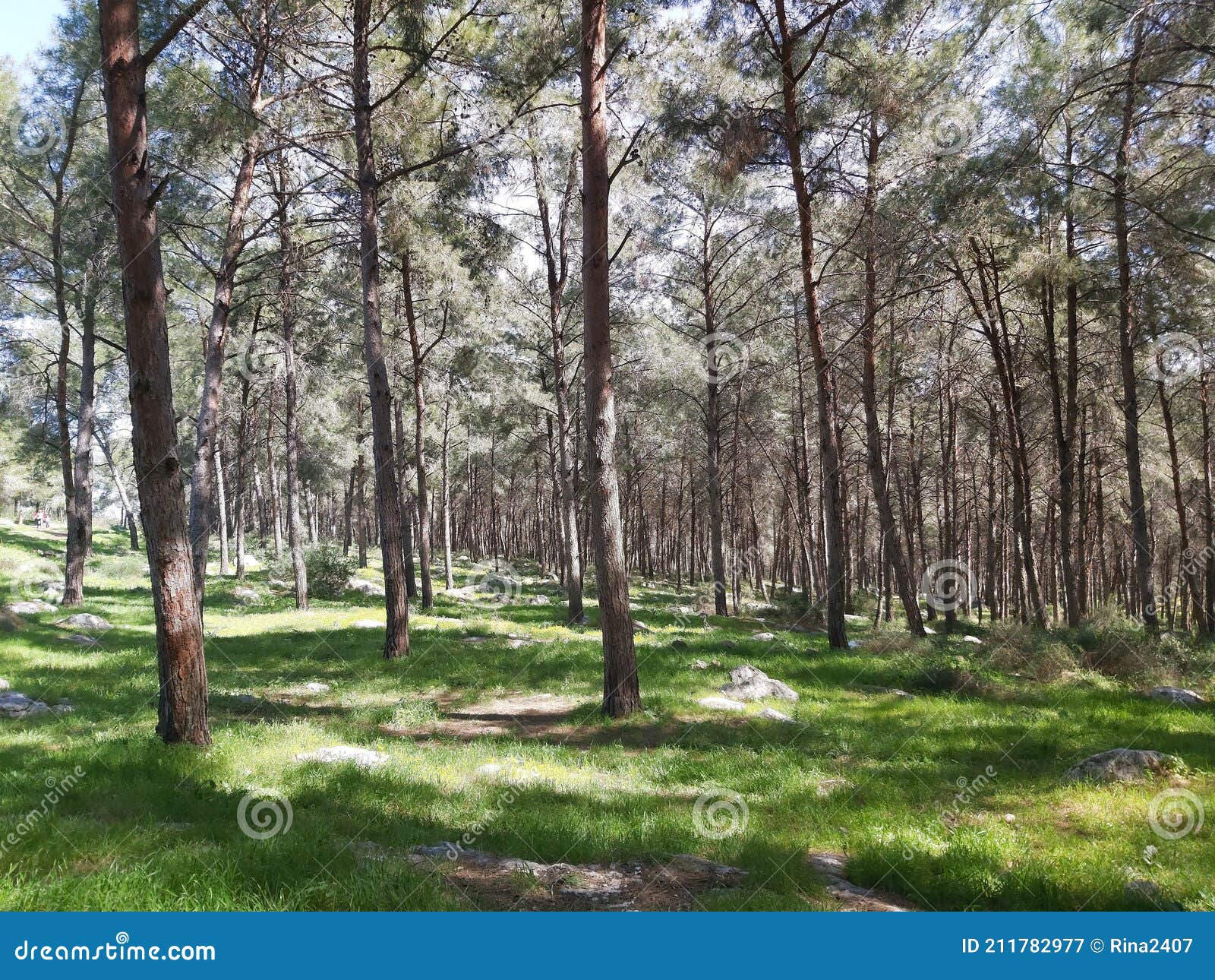 Israeli forest . stock image. Image of forest, nature - 211782977