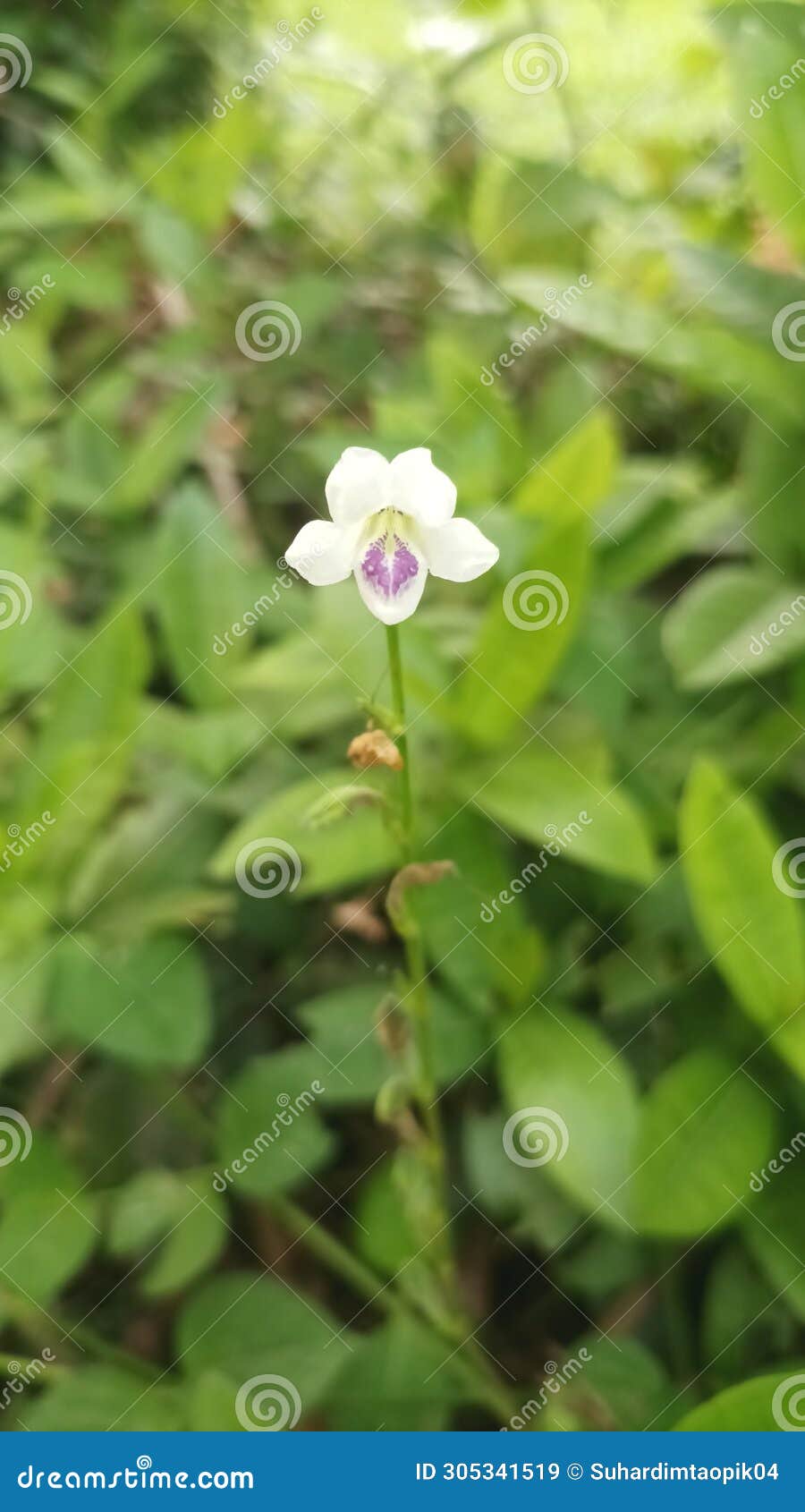 Israeli Grass that Blooms in the Morning Stock Image - Image of blooms ...