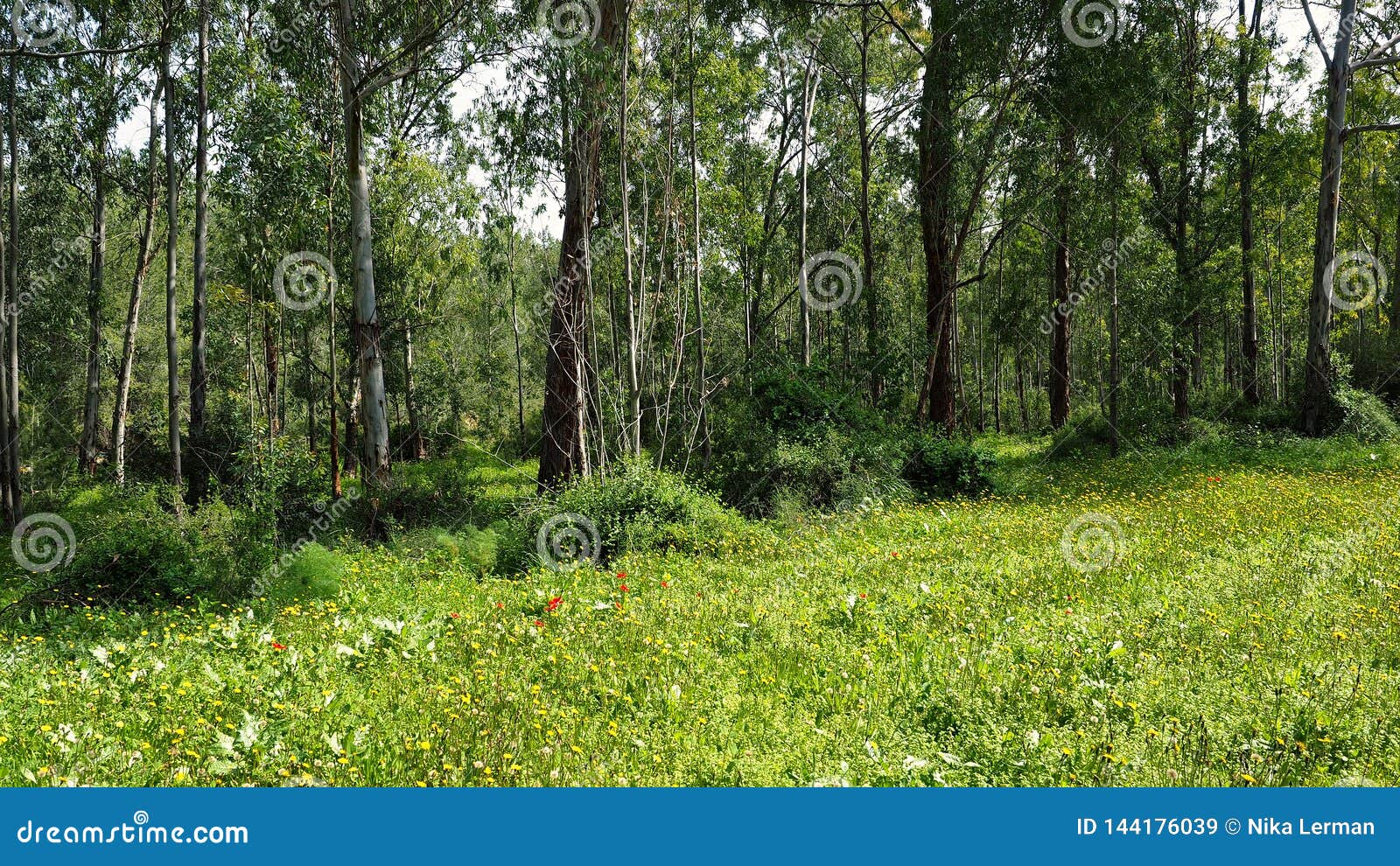 Israeli green forest stock image. Image of middle, israeli - 144176039