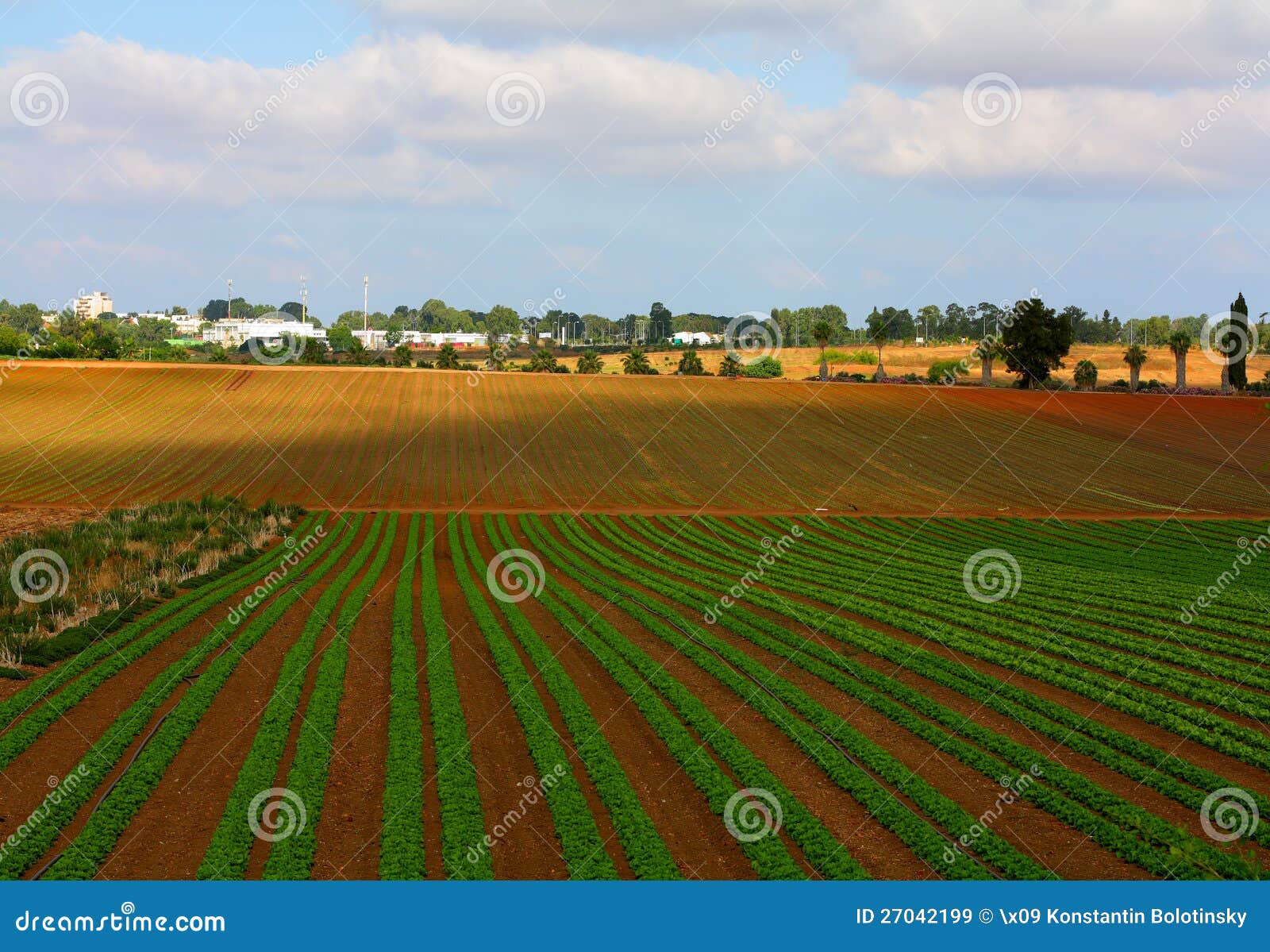 Israeli Landscape with Salad Field Stock Image - Image of organic ...