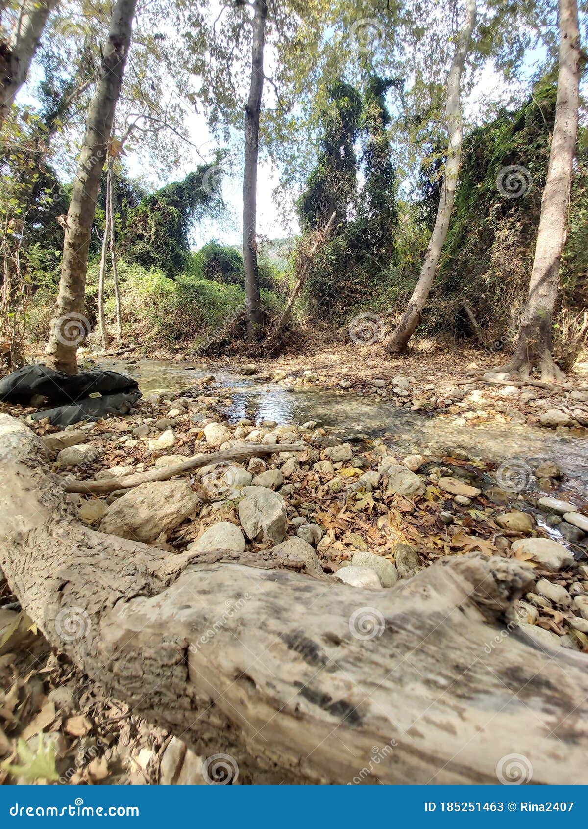Israeli nature stream stock image. Image of plant, tree - 185251463